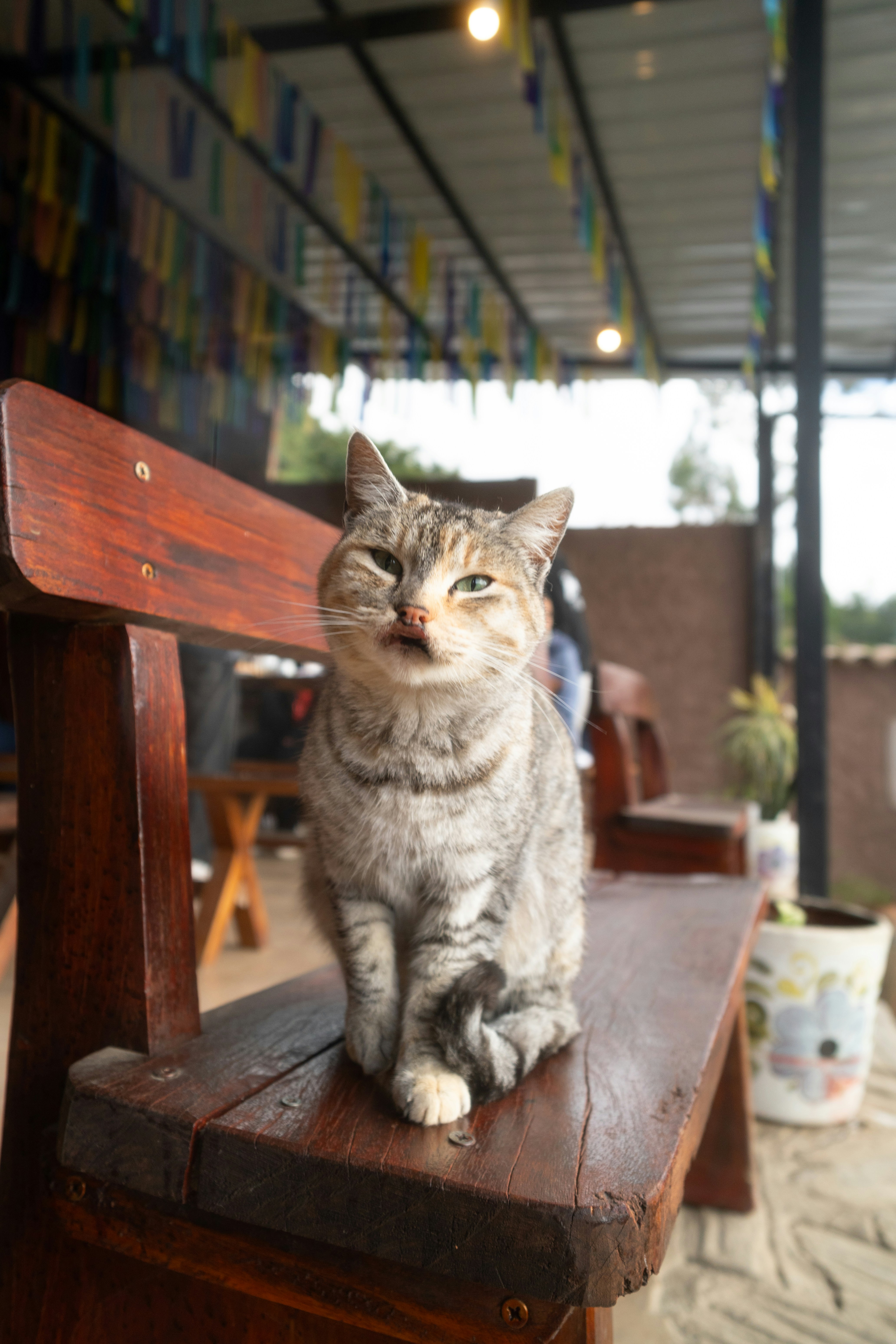 A tabby cat sits on a wooden bench under a covered outdoor space, with soft natural light and colorful banners overhead; the scene includes blurred background elements and potted plant detail in the distance.