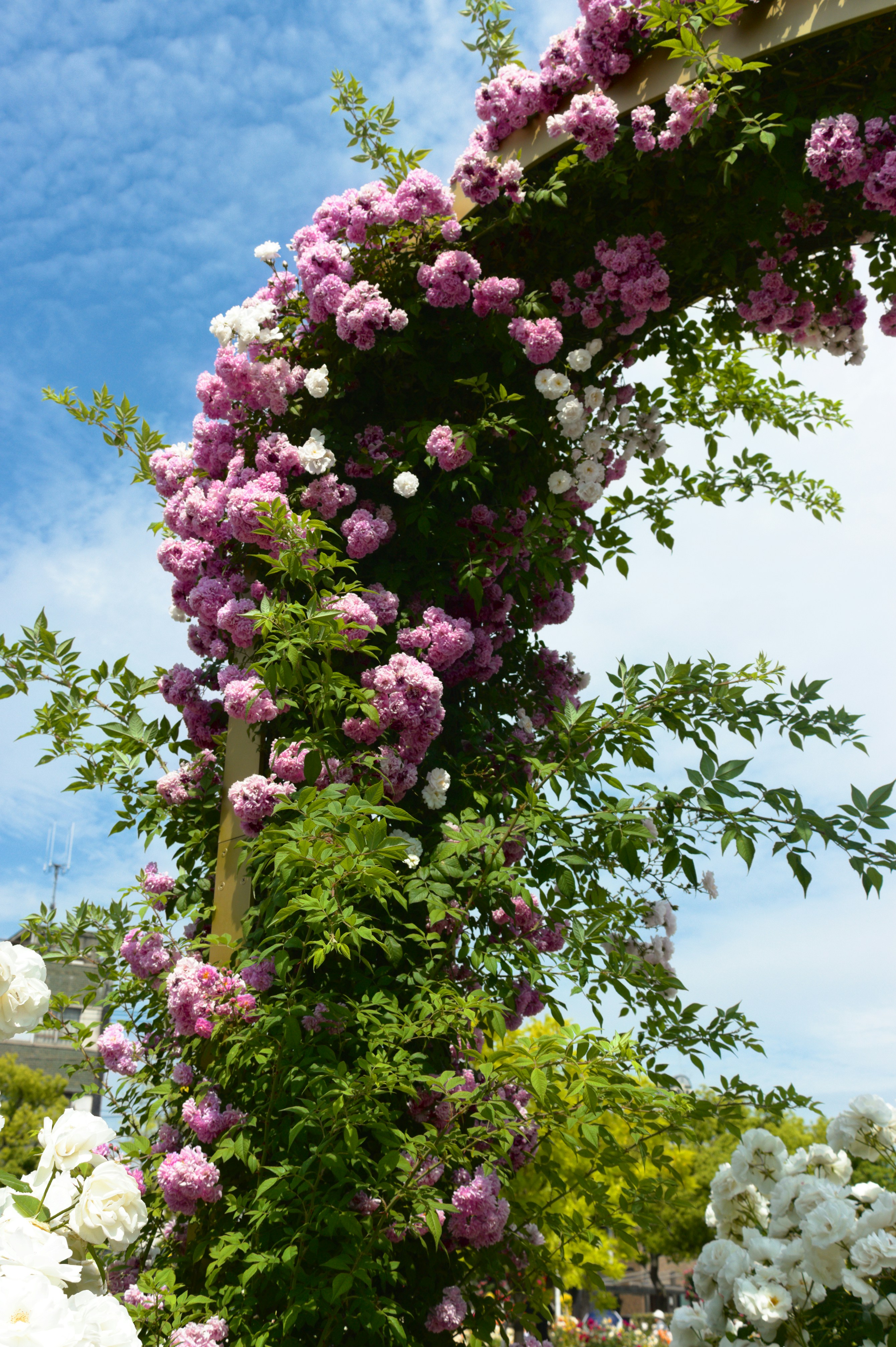 Blooming Arch: A Corridor of Pink and White Roses Against a Bright Sky