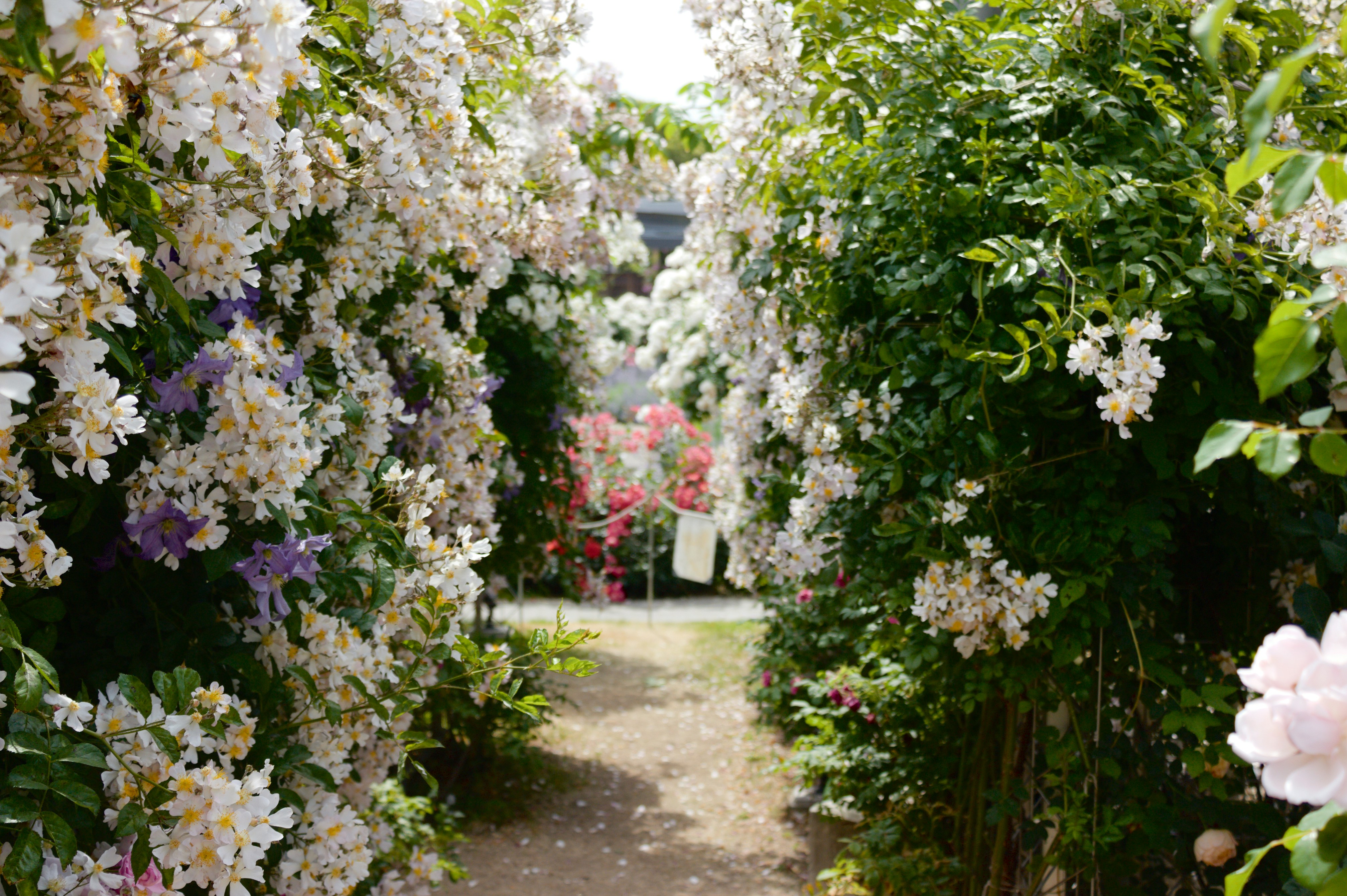 Floral Archway: A Quiet Path Through Blooming Archways