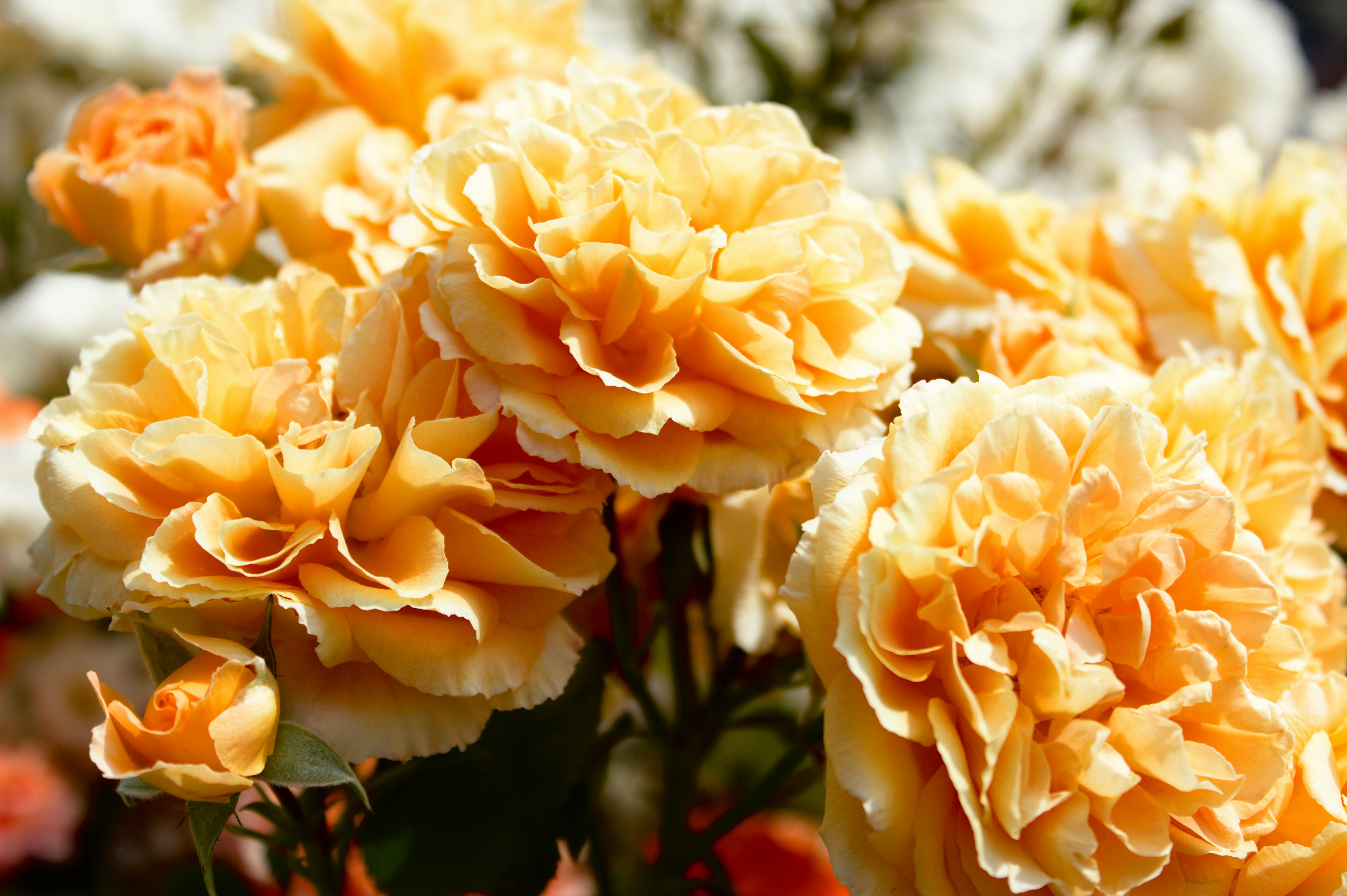 Golden Rose Choir in Full Bloom
