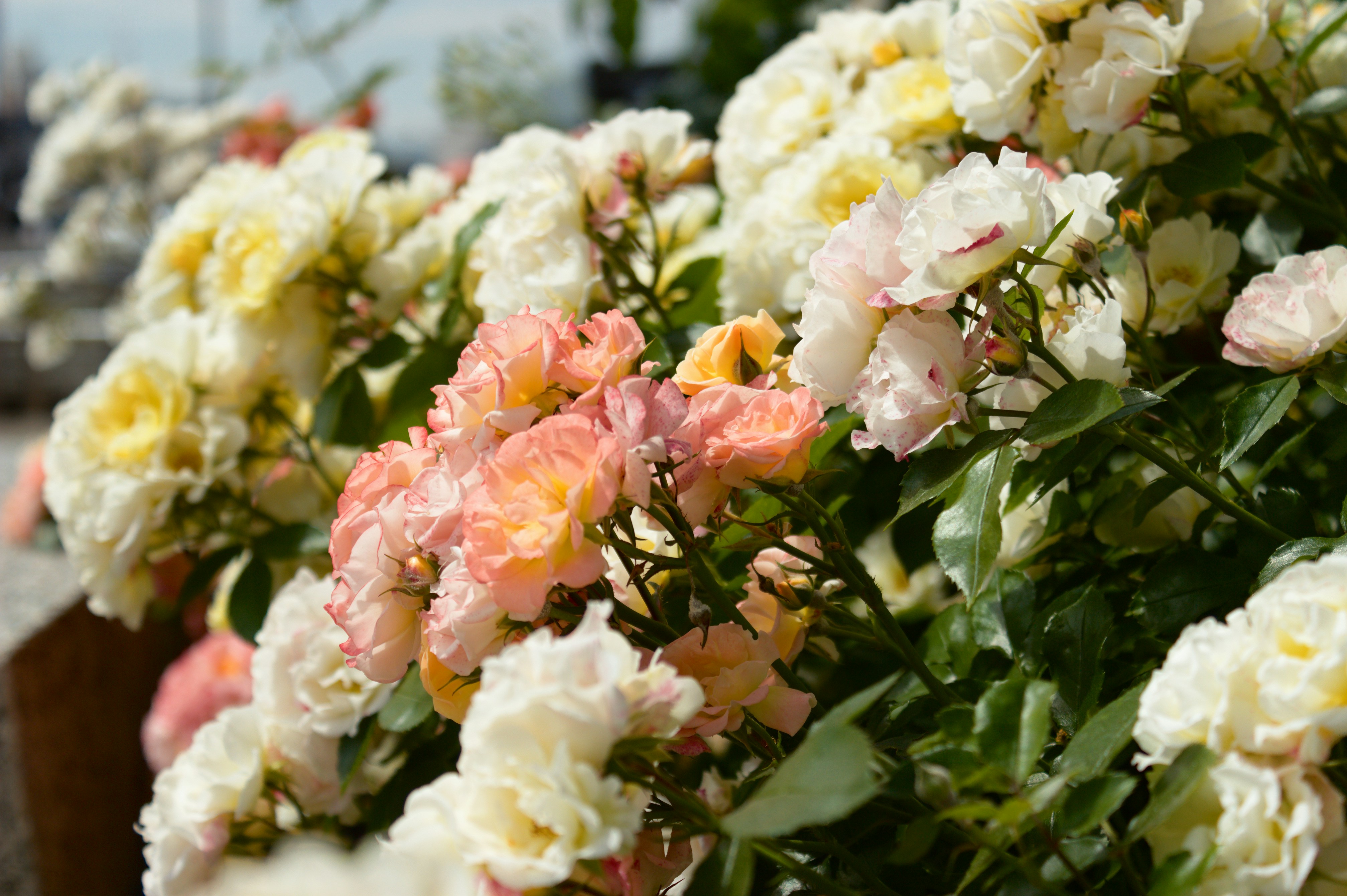 Soft Peach Roses in Bloom: A Sunlit Corner of a Garden Bed