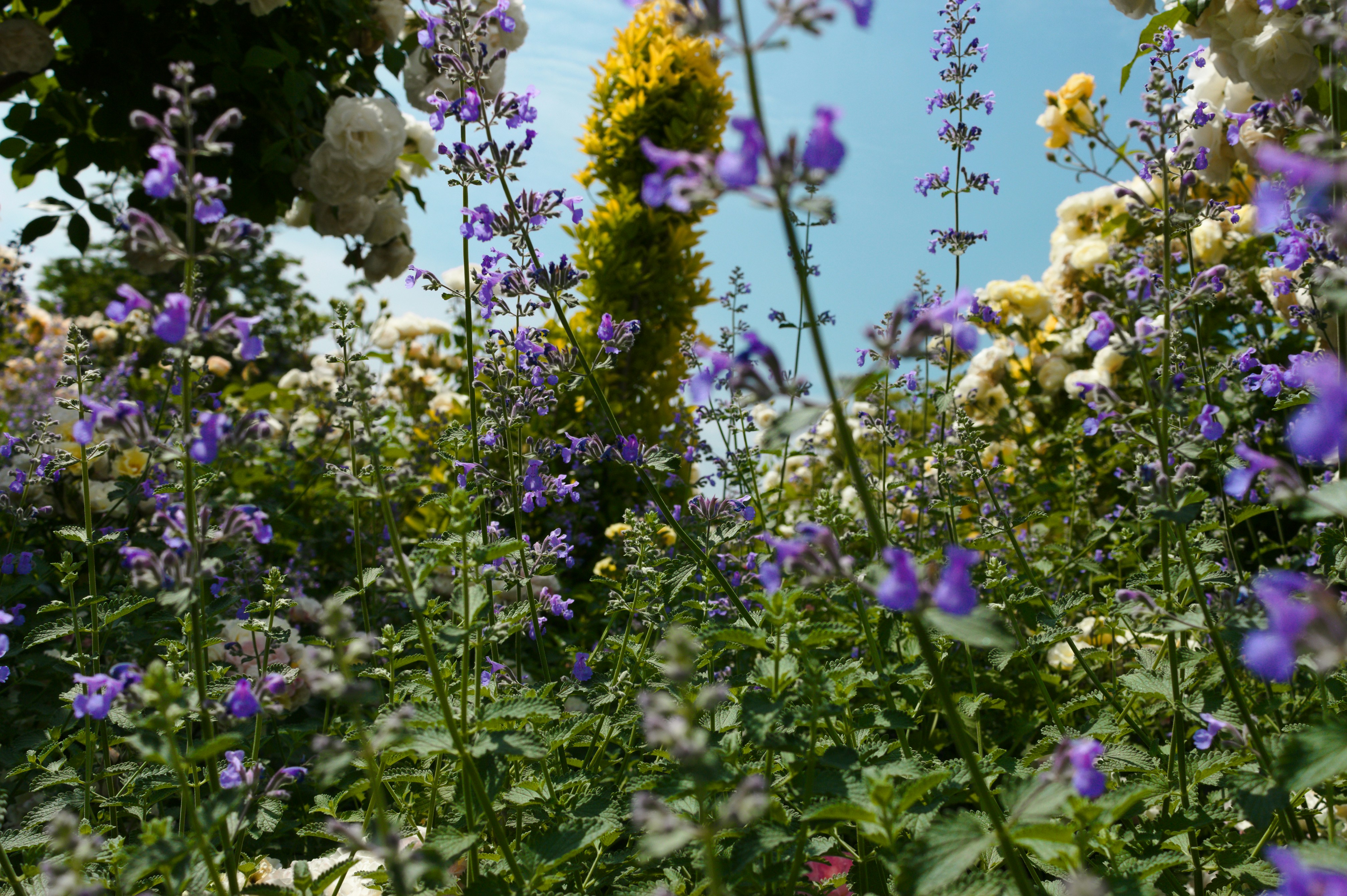 Field of Quiet Color: Lavender Stems Reaching Toward a Blue Sky