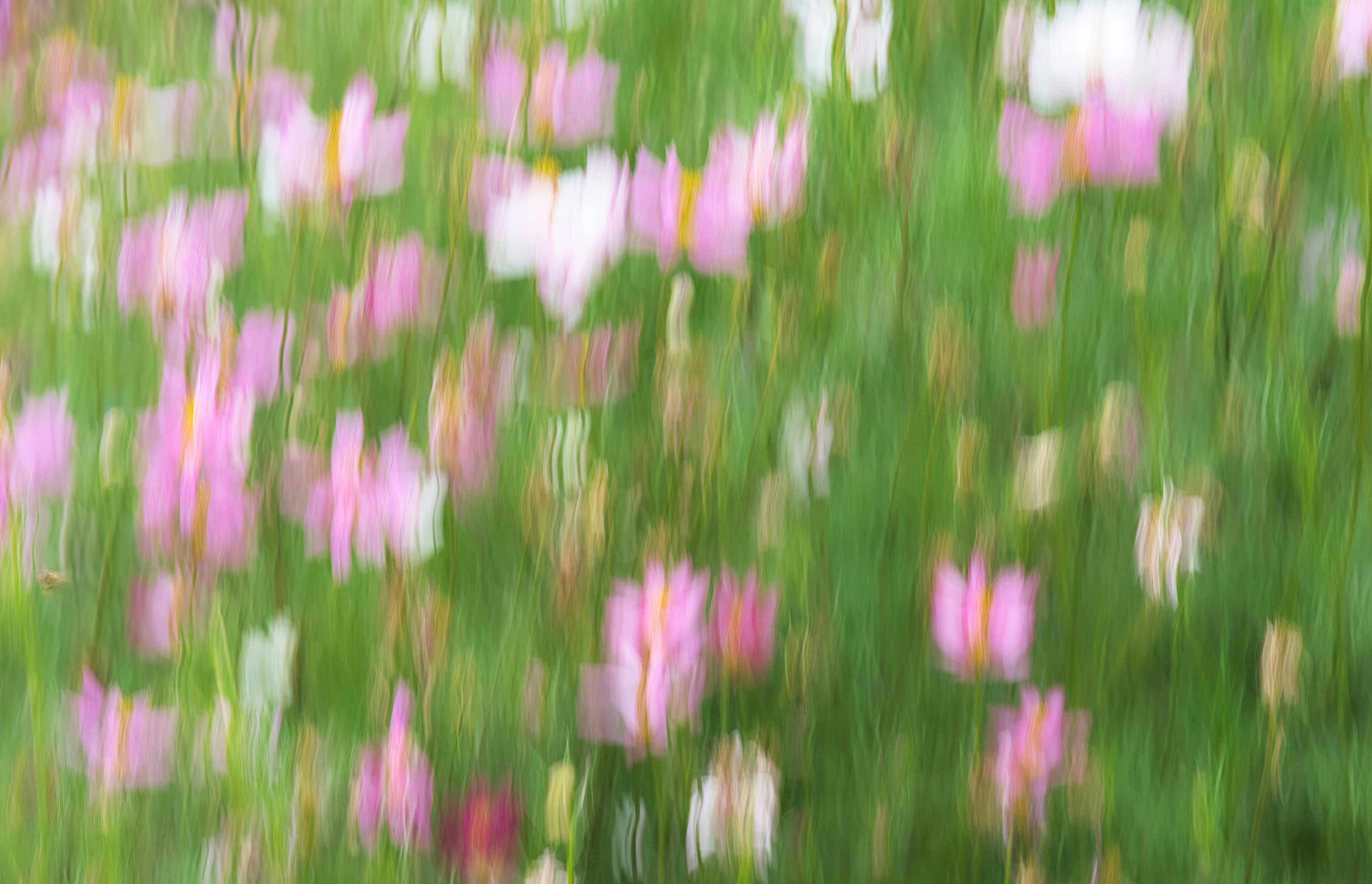 Blurred Bed of Pink Flowers in a Gentle Breeze