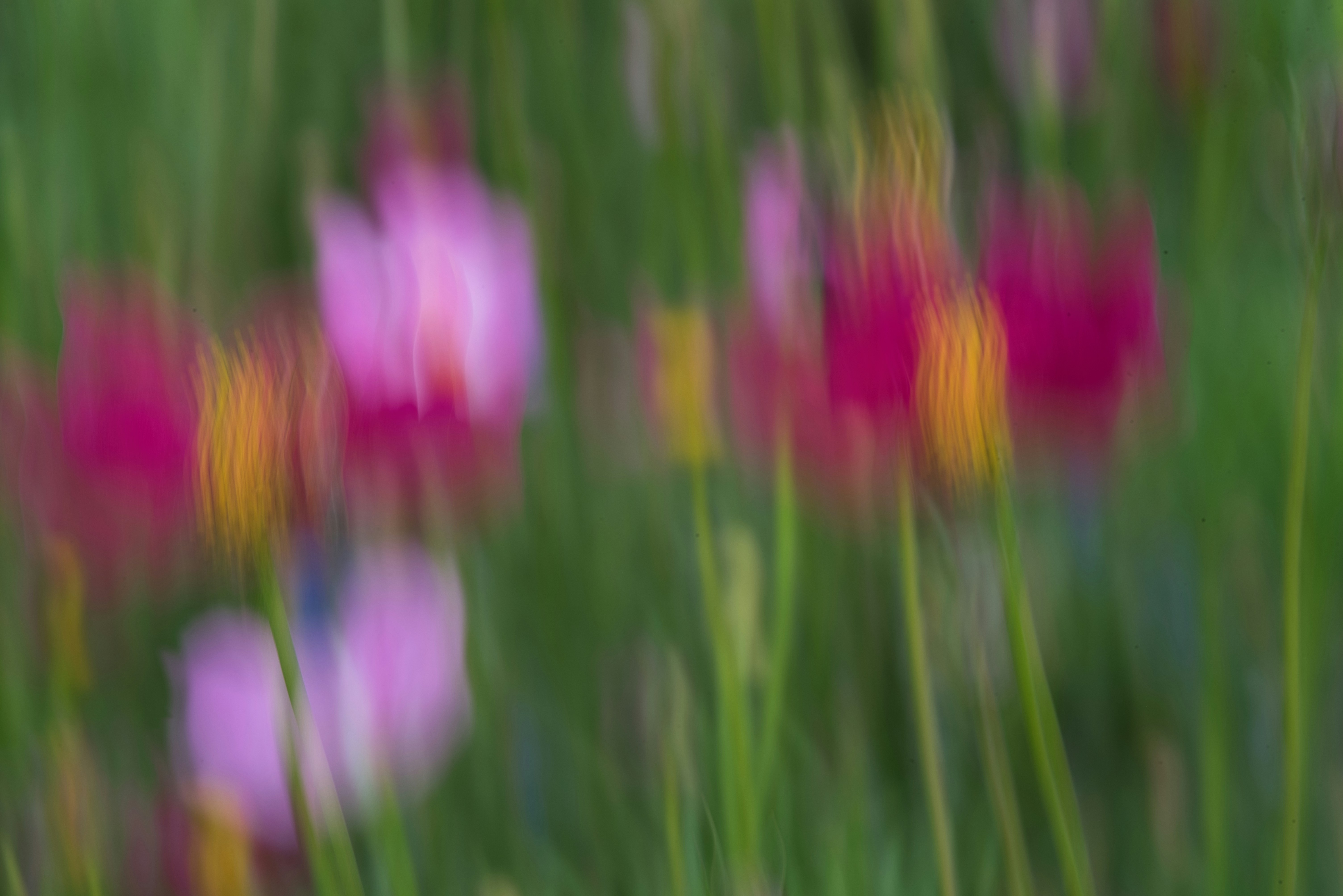 Blurred Meadow: Colorful Blooms in Motion
