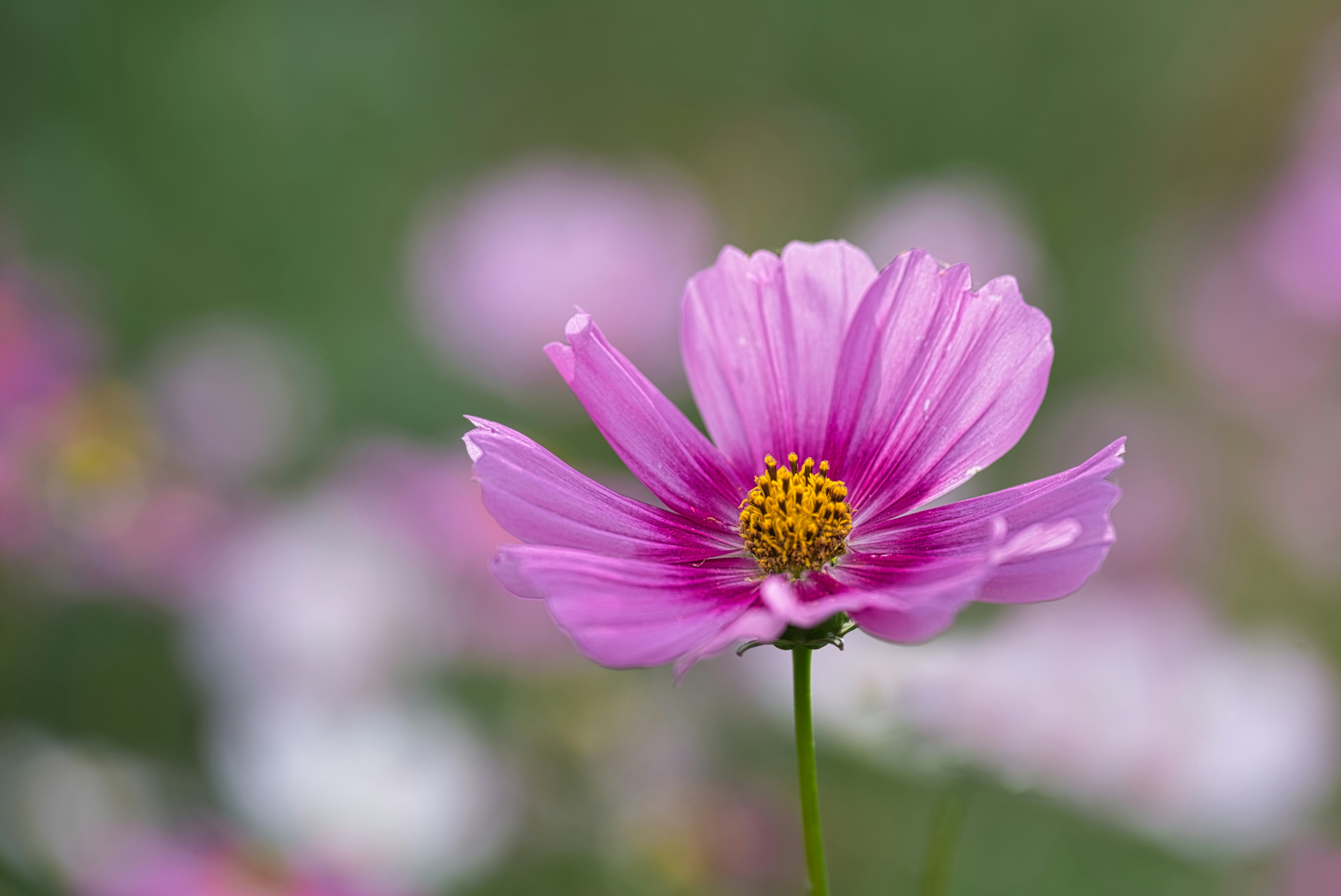 Pink Cosmos Bloom in Soft Focus Meadow