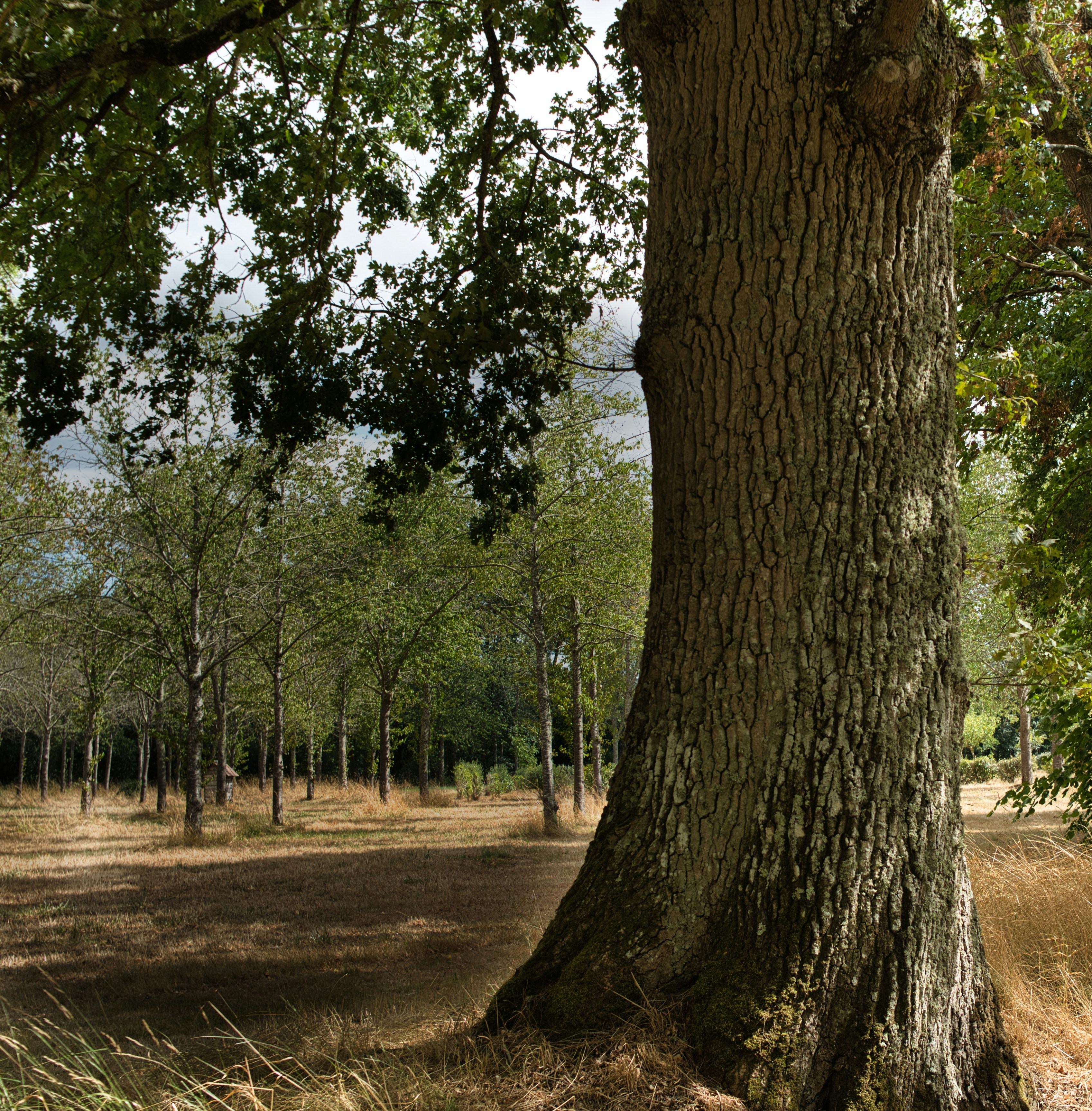 Giant Oak Trunk Framed by Dappled Canopy in an Open Field