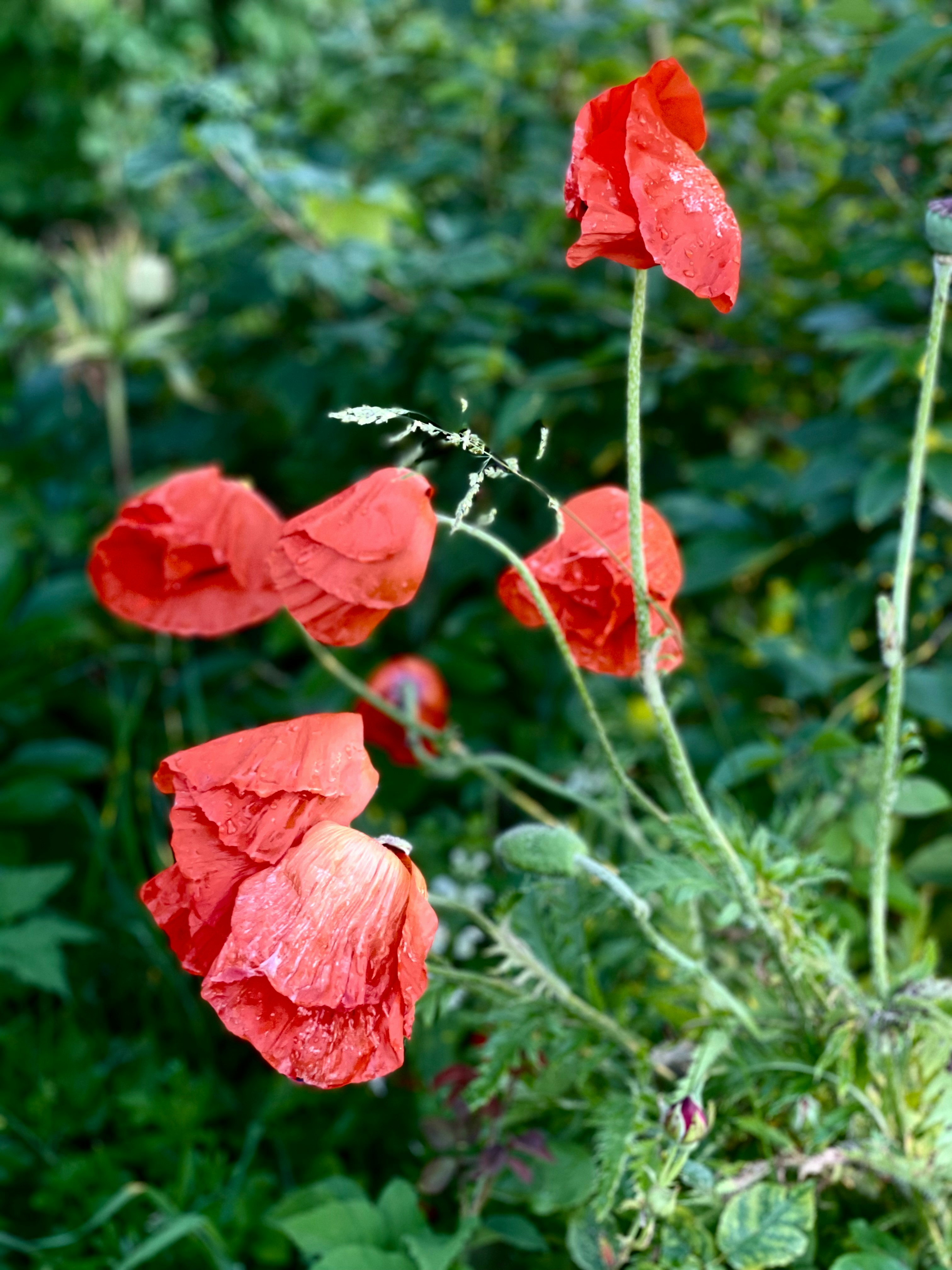 Crimson Poppies in a Green Tangle