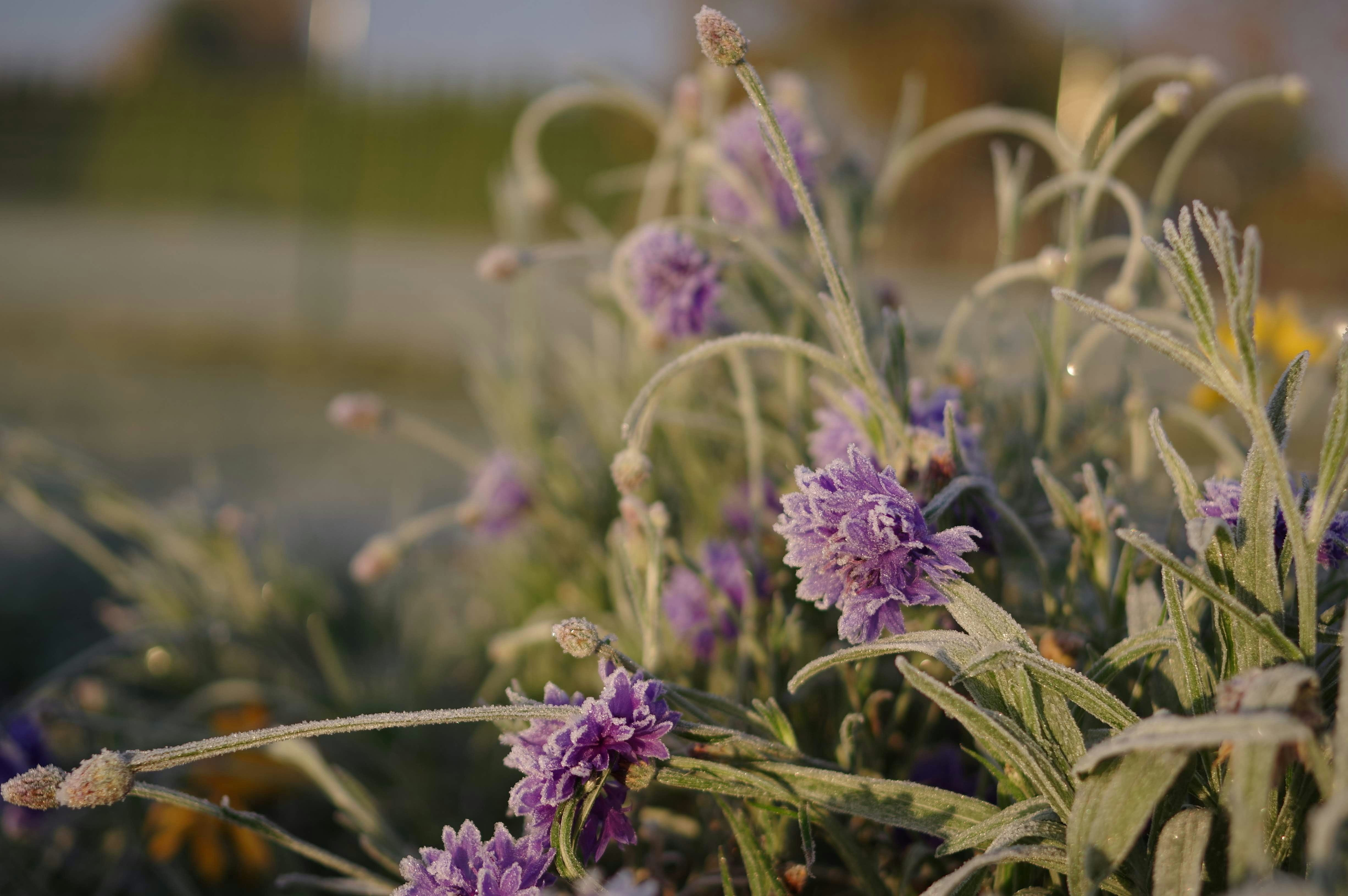 Dewy purple flowers with frost on slender stems rise from a softly blurred garden backdrop. The image photographs a delicate, frost-coated floral cluster with muted warm tones in a tranquil morning setting.