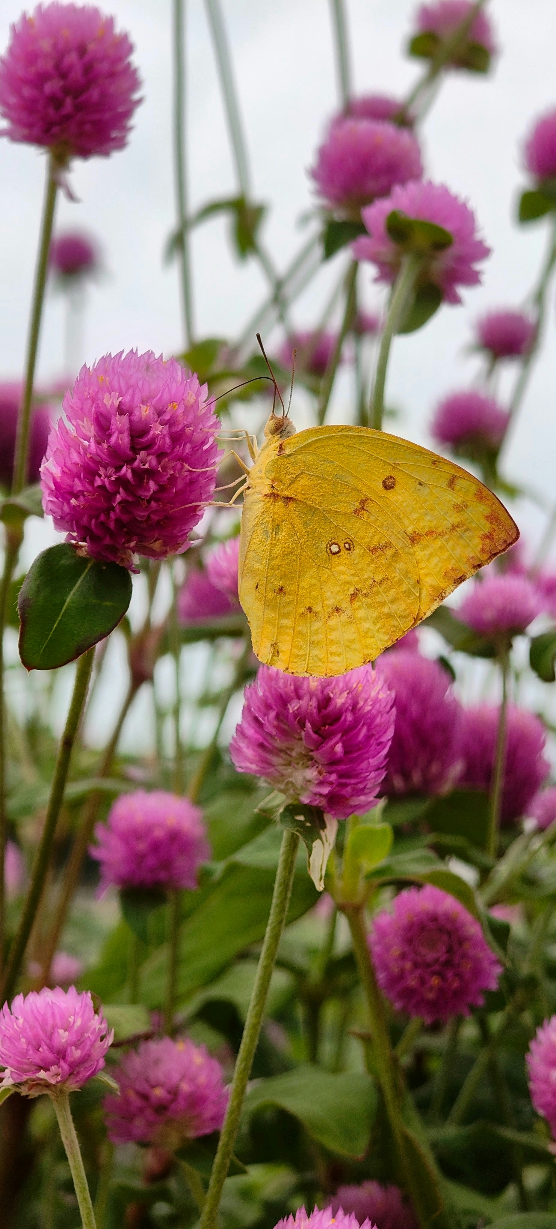 Golden Butterfly on Magenta Pom-Pom Blooms