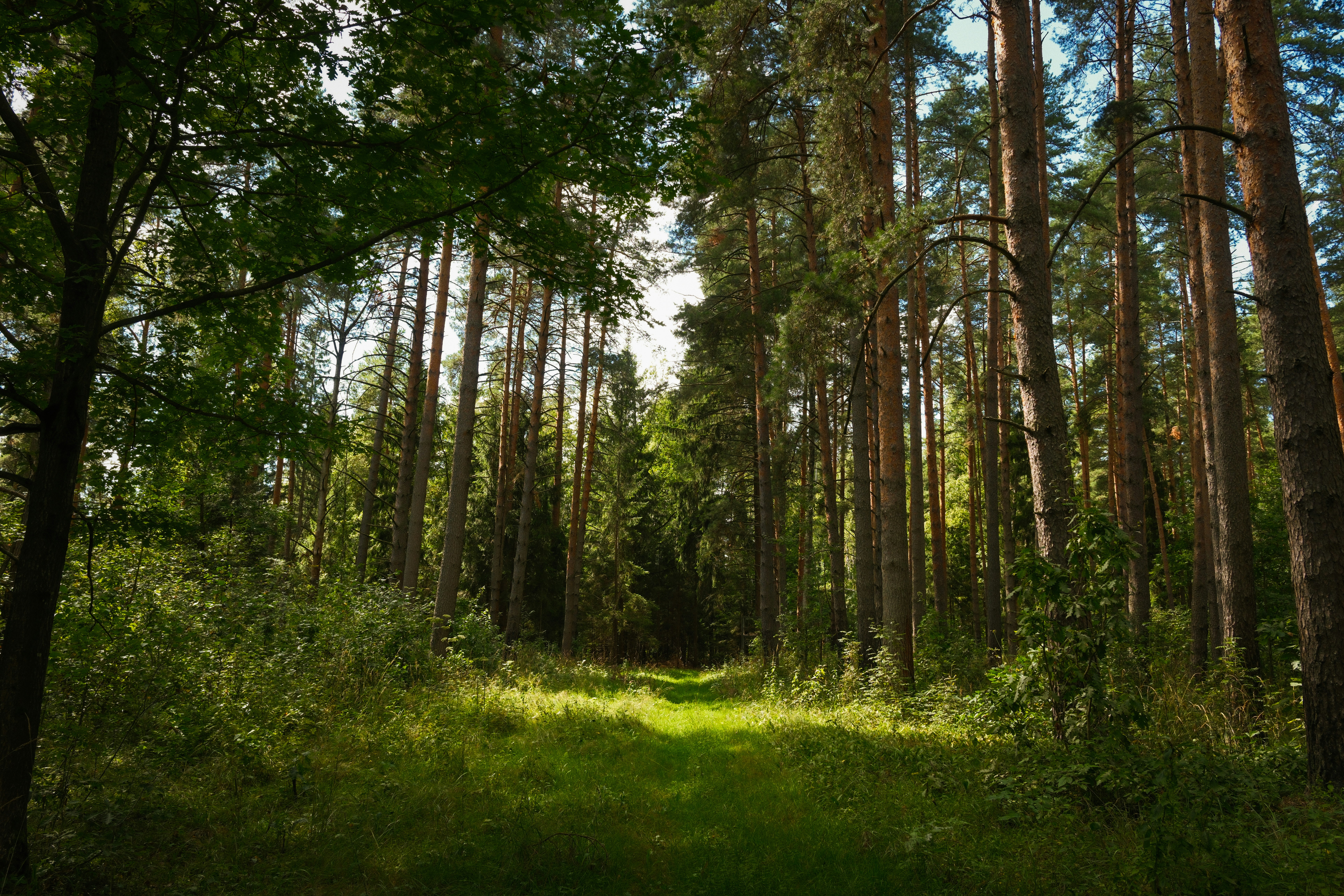Emerging Path Through Sunlit Pines