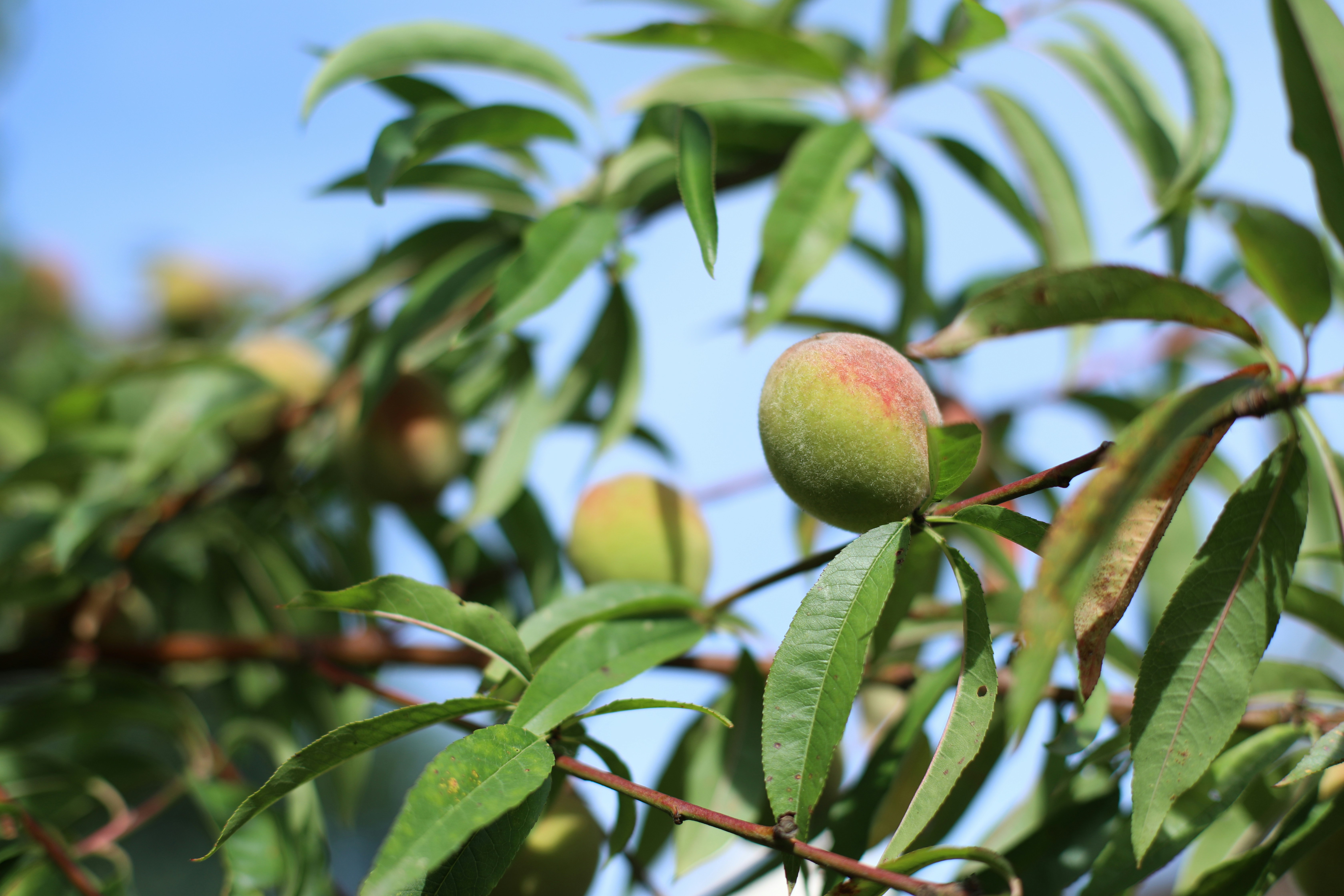 Fragrant Peach on a Sunlit Branch
