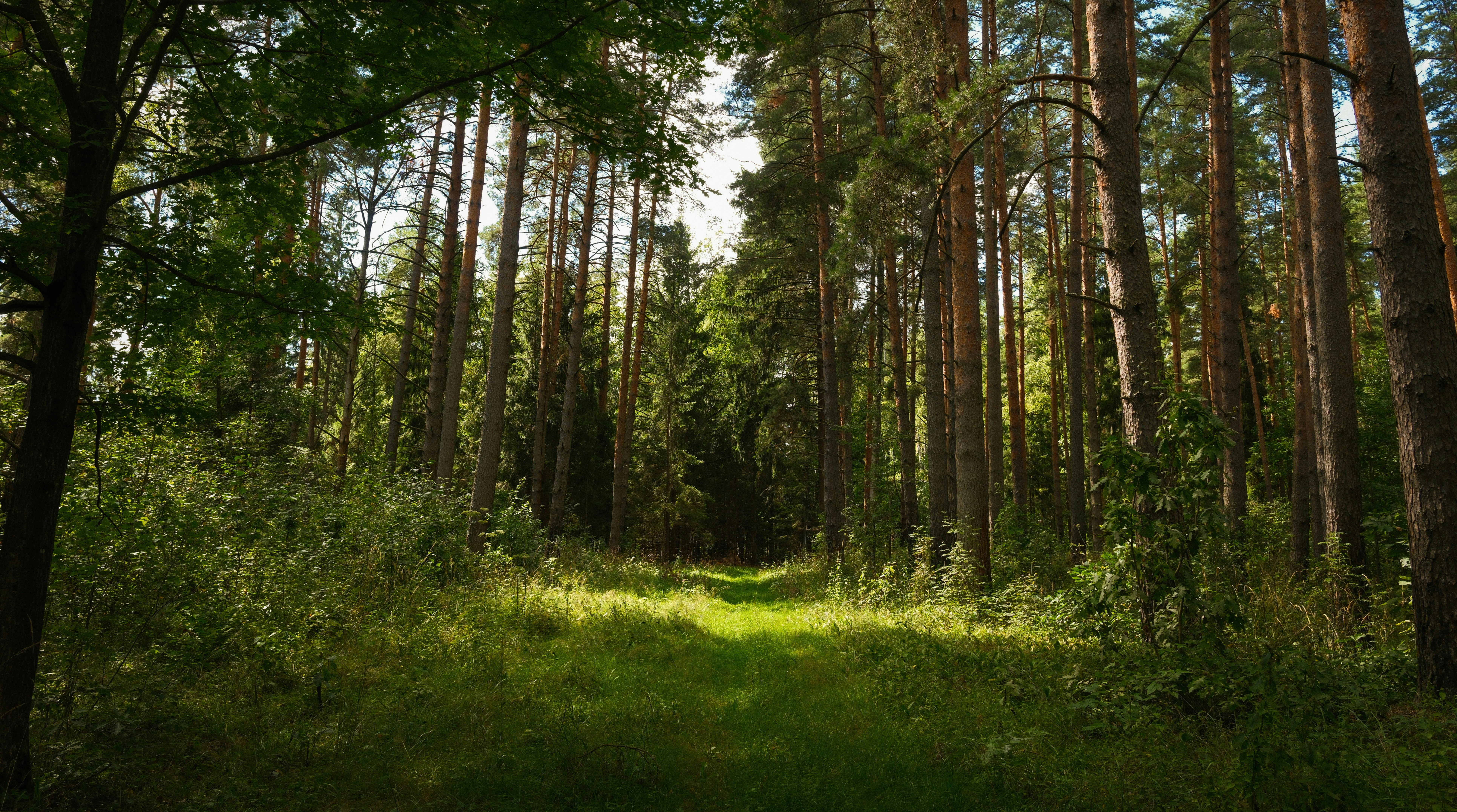 Sunlit Path Through a Quiet Pine Corridor
