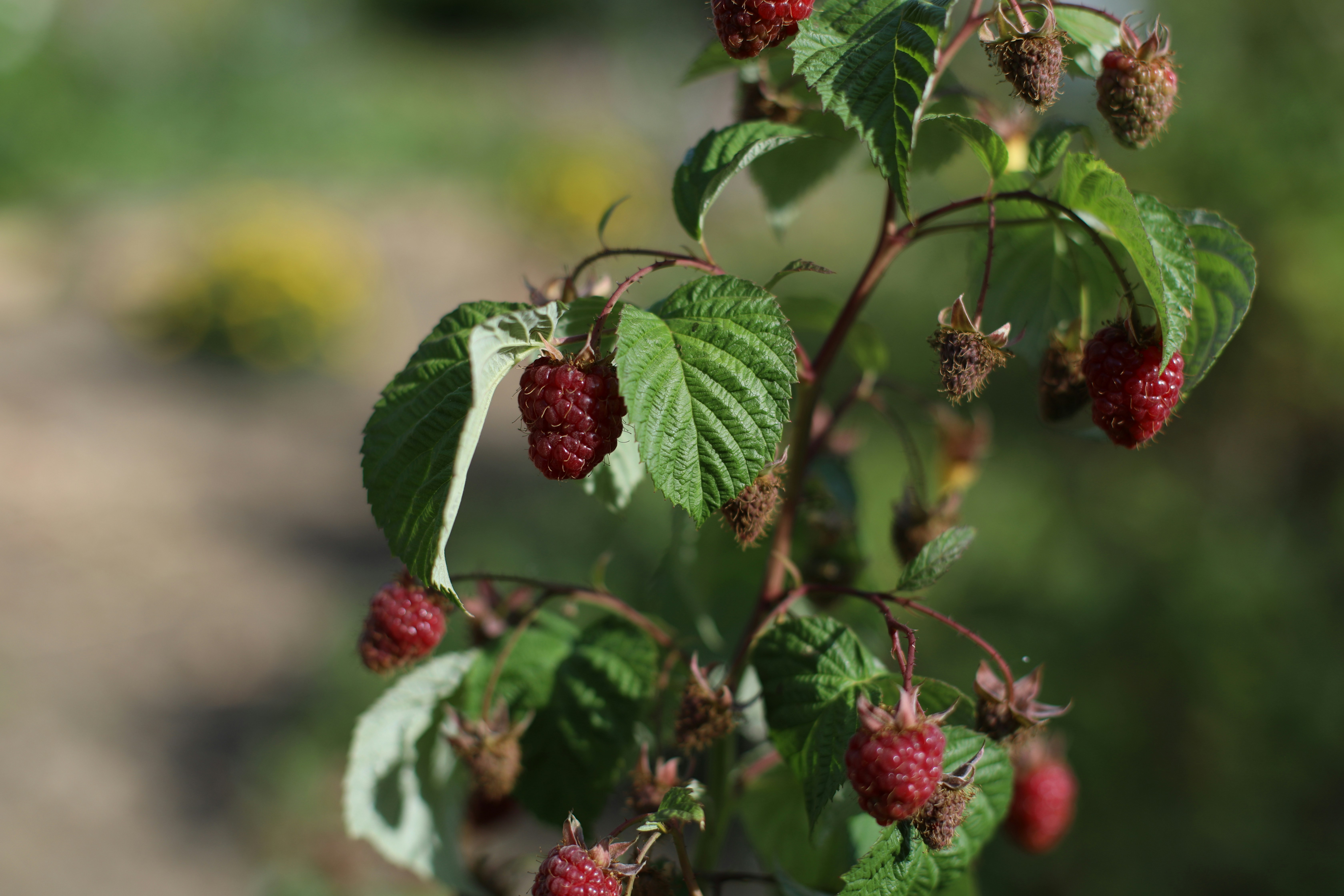 Ripe Raspberry Berries Picking Moment