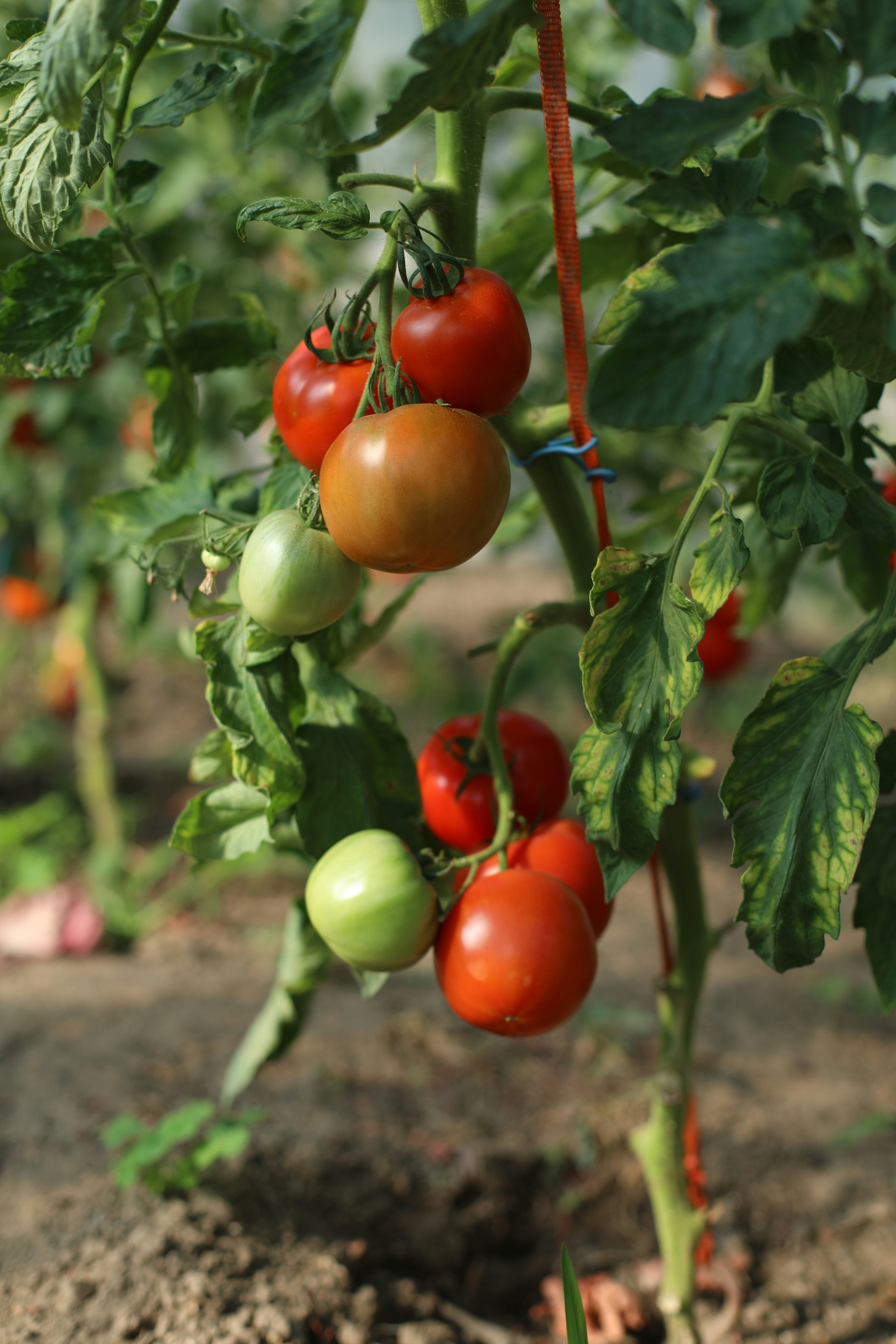 Sun-ripened Tomatoes in a Garden Trellis