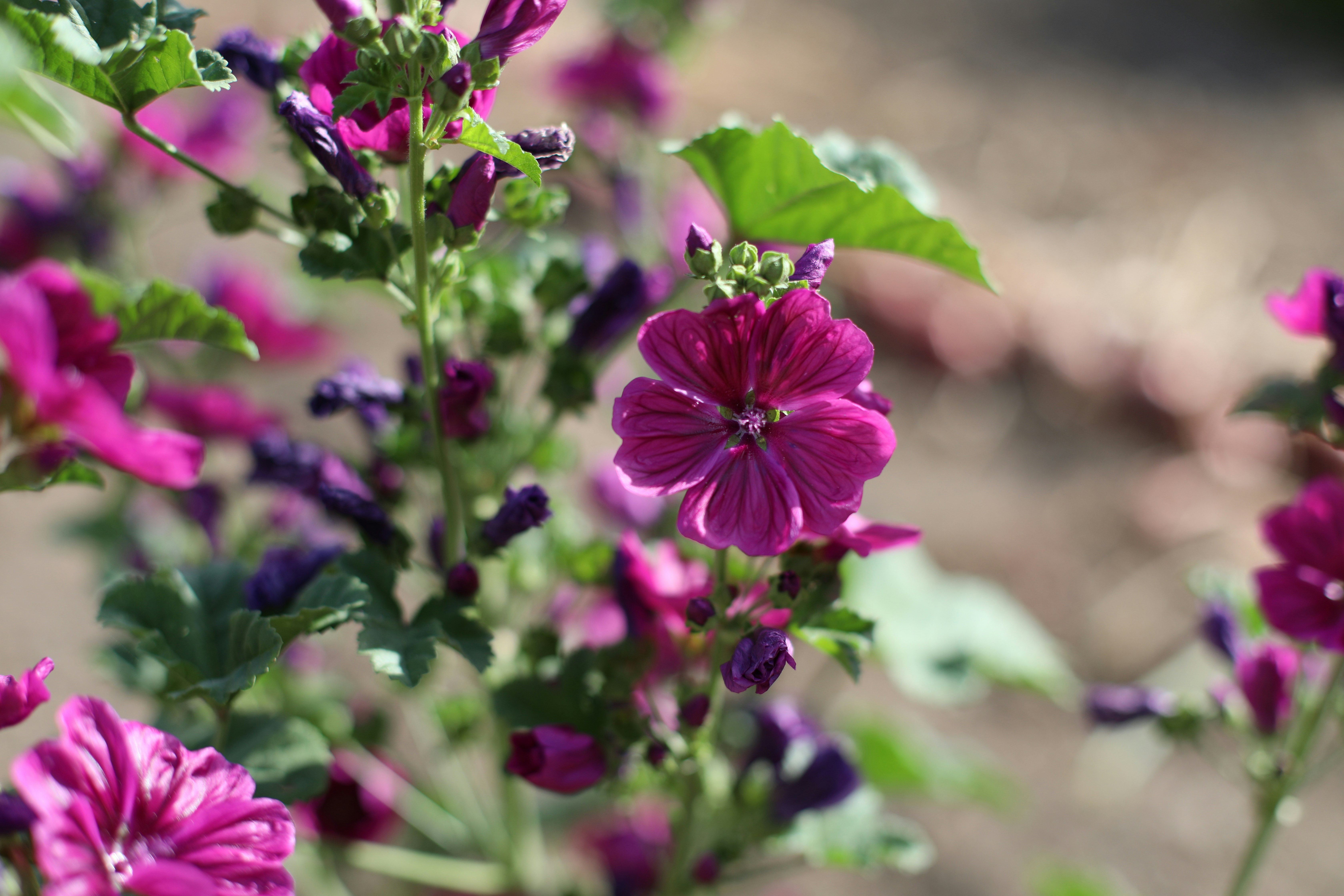Crimson Petals in Soft Focus Sunlight