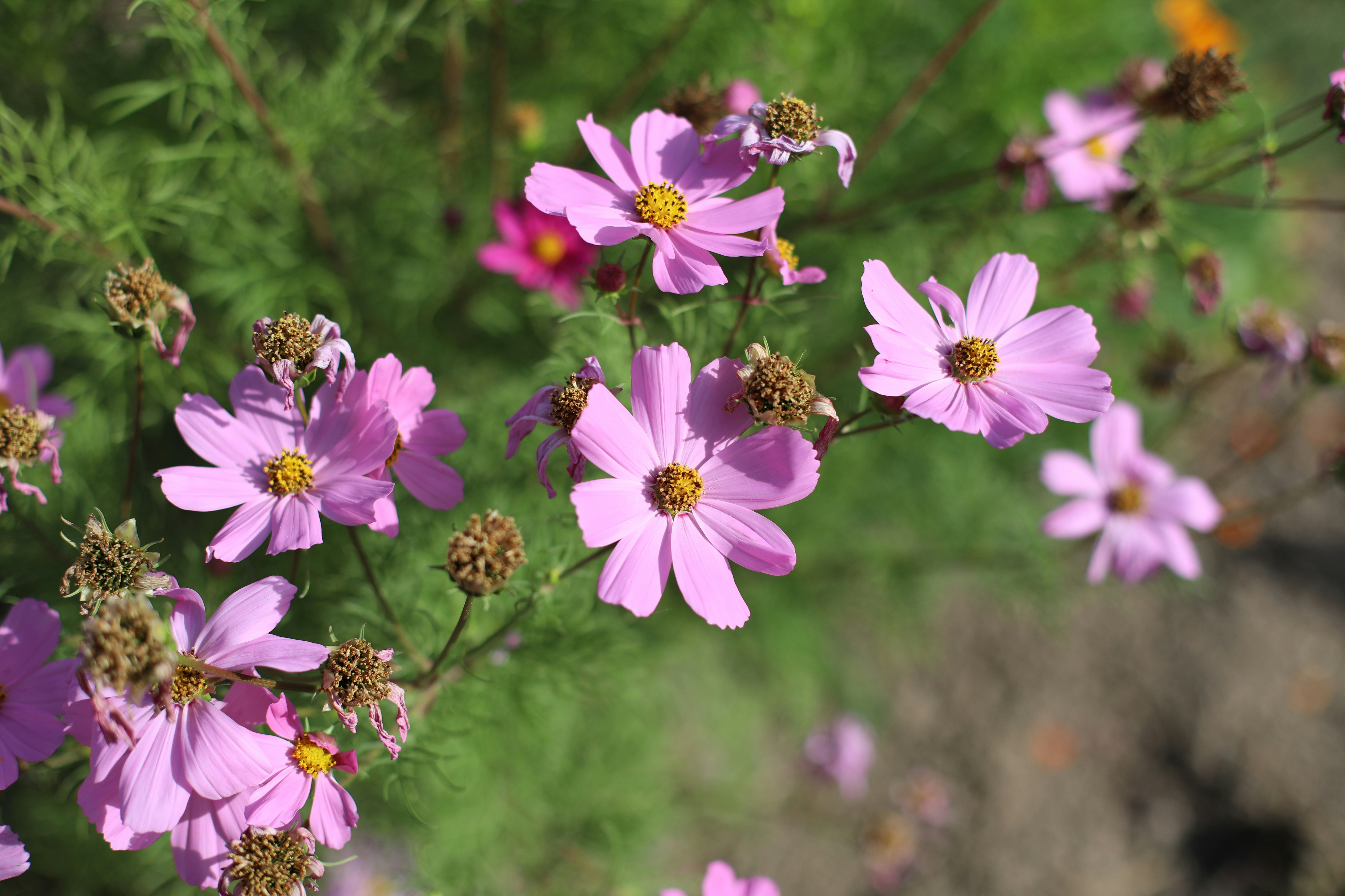 Pink Cosmos in Focus: A Petal Parade Along the Border