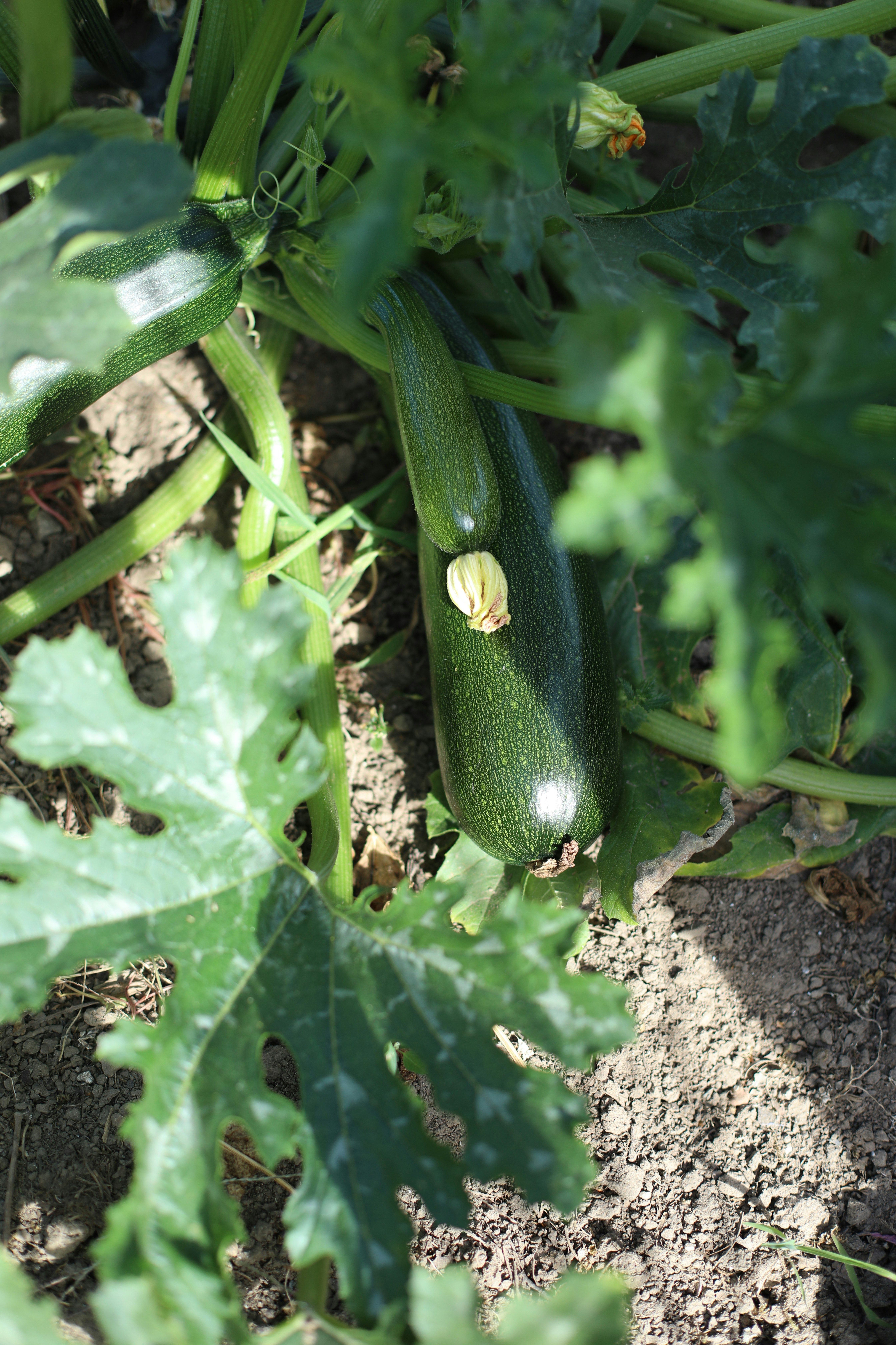 Hidden Harvest: A glossy zucchini resting among sunlit leaves