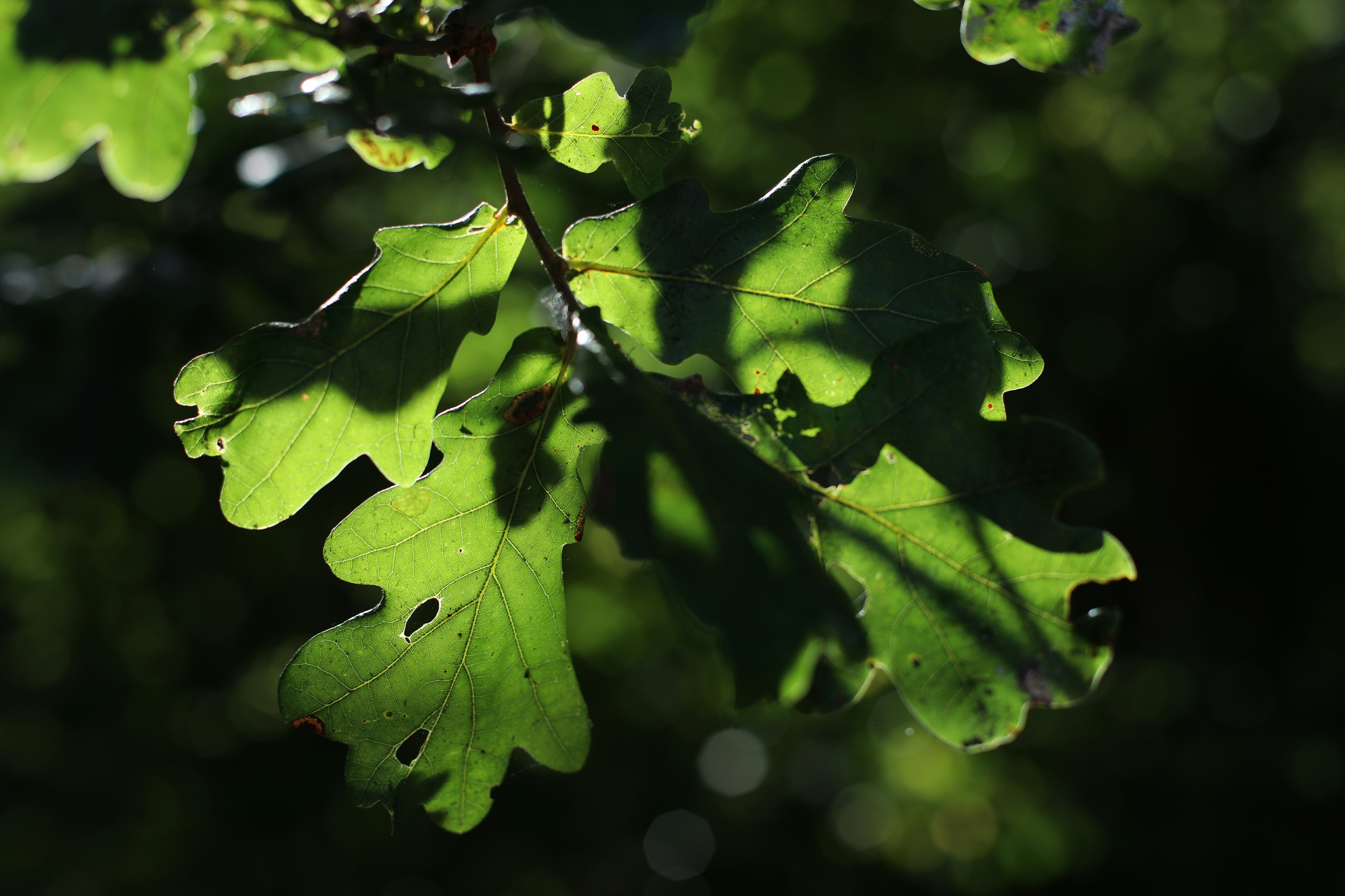 Sunlit Oak Leaf in Quiet Backlight