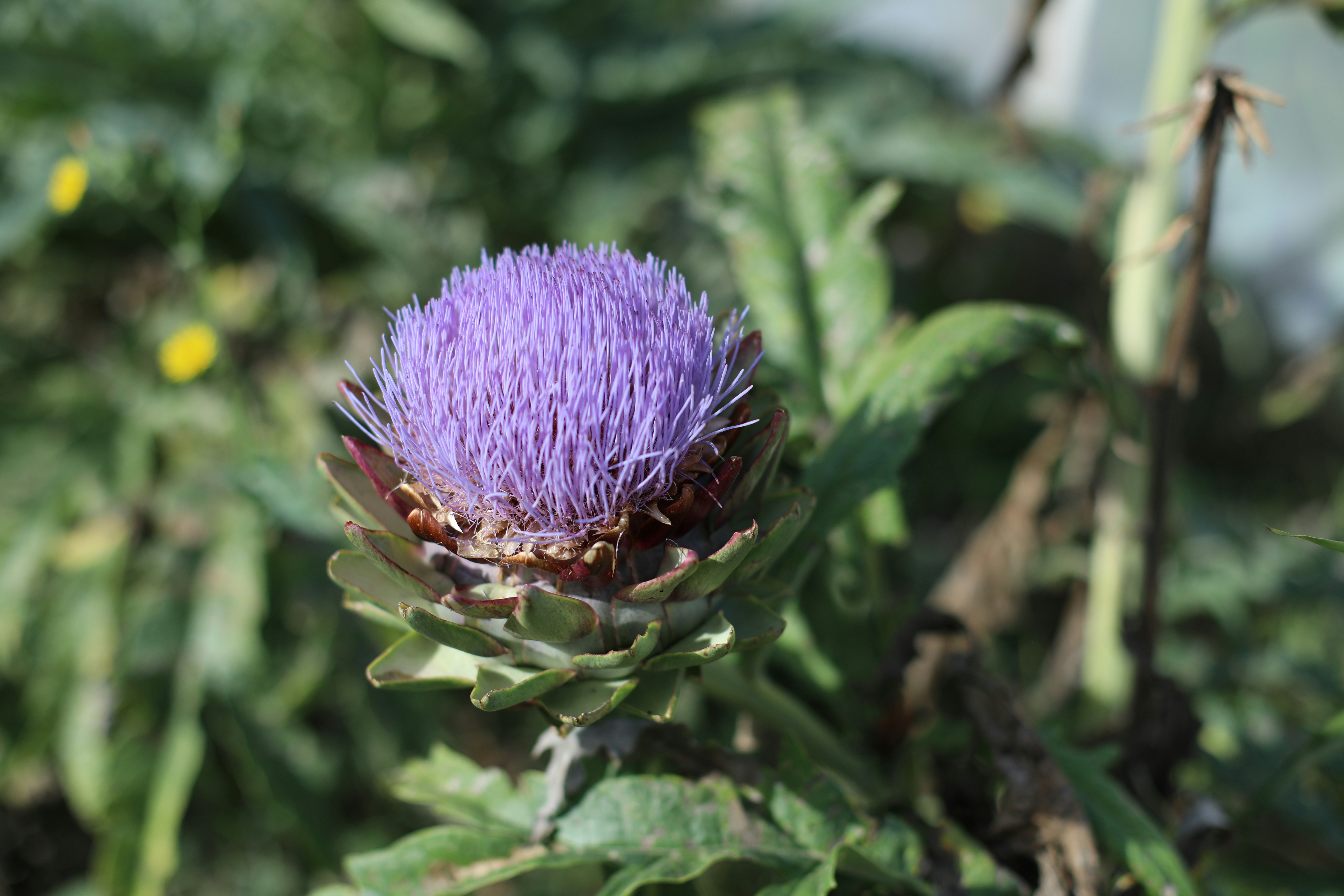 Close-up of a purple globe thistle waking from its spiky green cradle