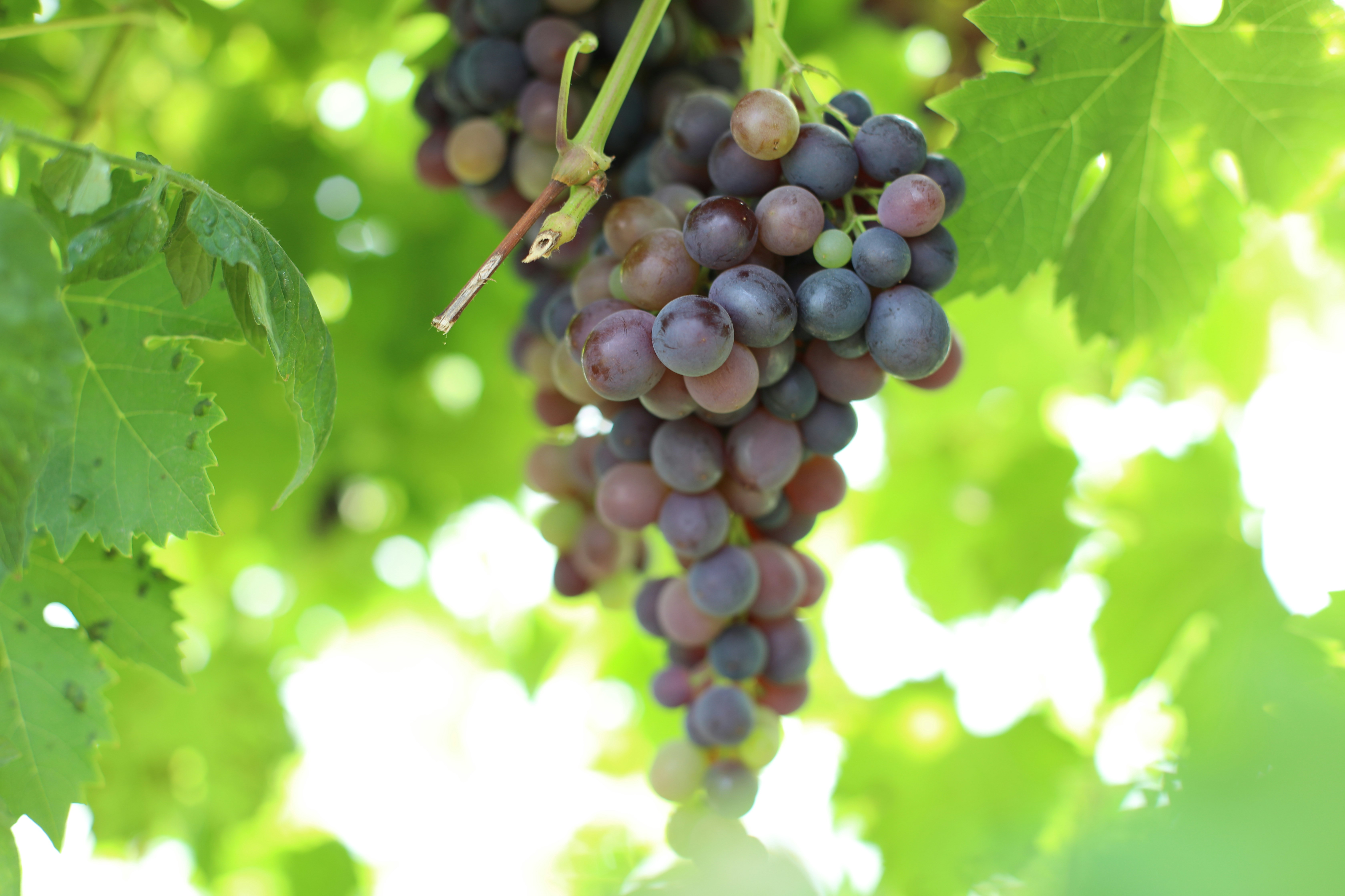 Sunlit Grapevine Cluster: Pearls of Purple in a Green Canopy