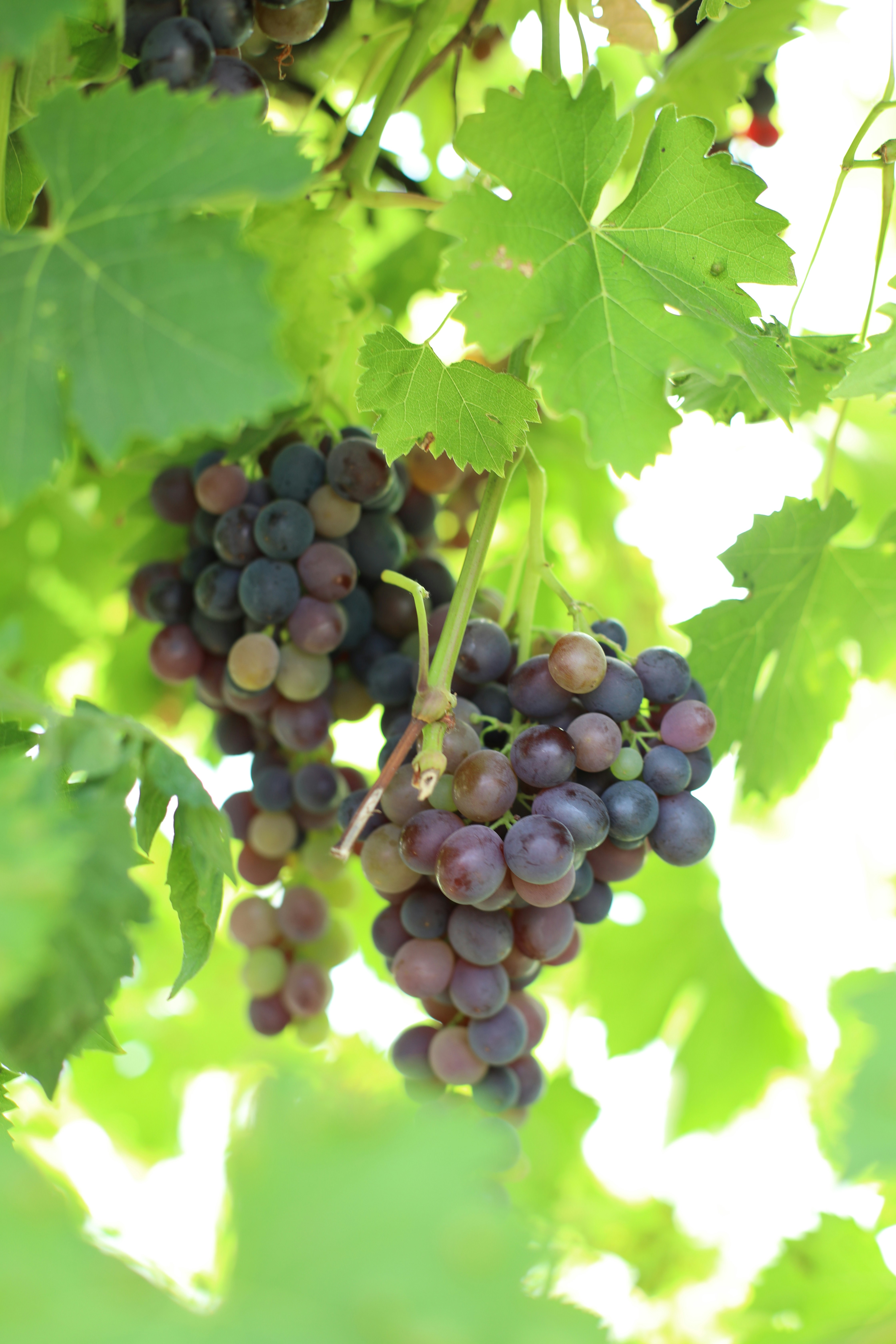 Grapes in Sunlit Vineyard: A Cascade of Color and Light