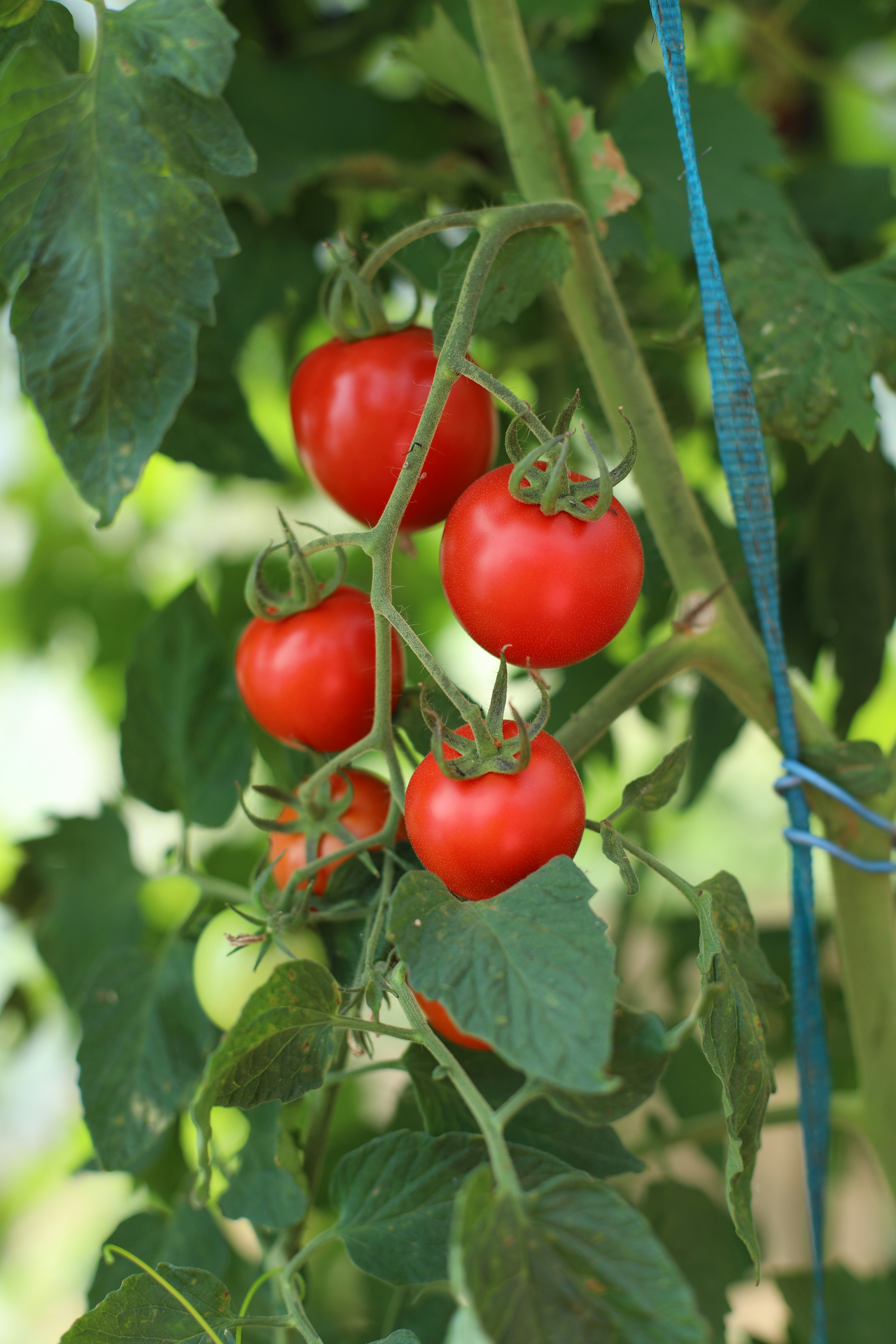 Cluster of ripening tomatoes on a trellis