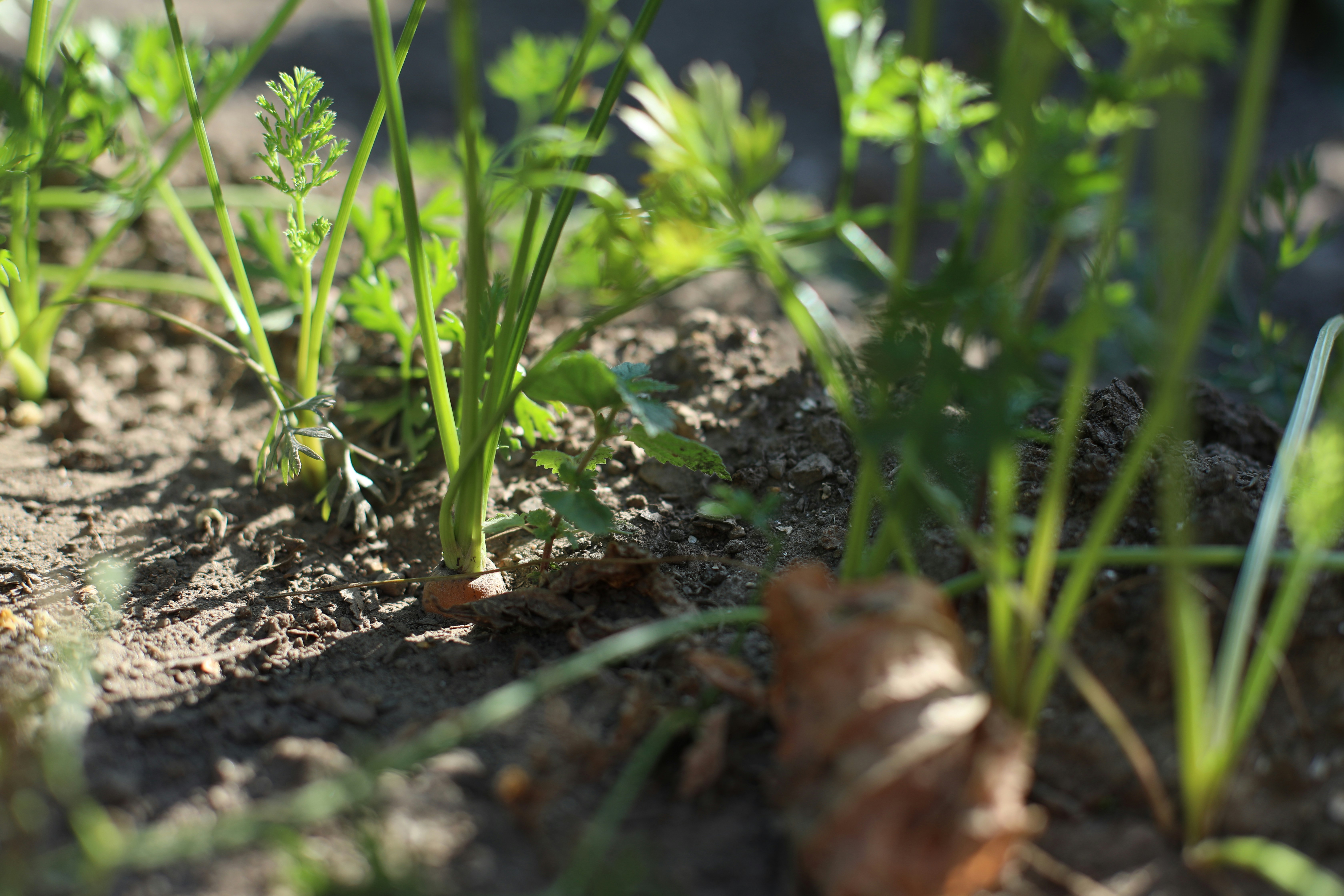 New growth in shaded soil: a close-up of tender stems and a fallen leaf