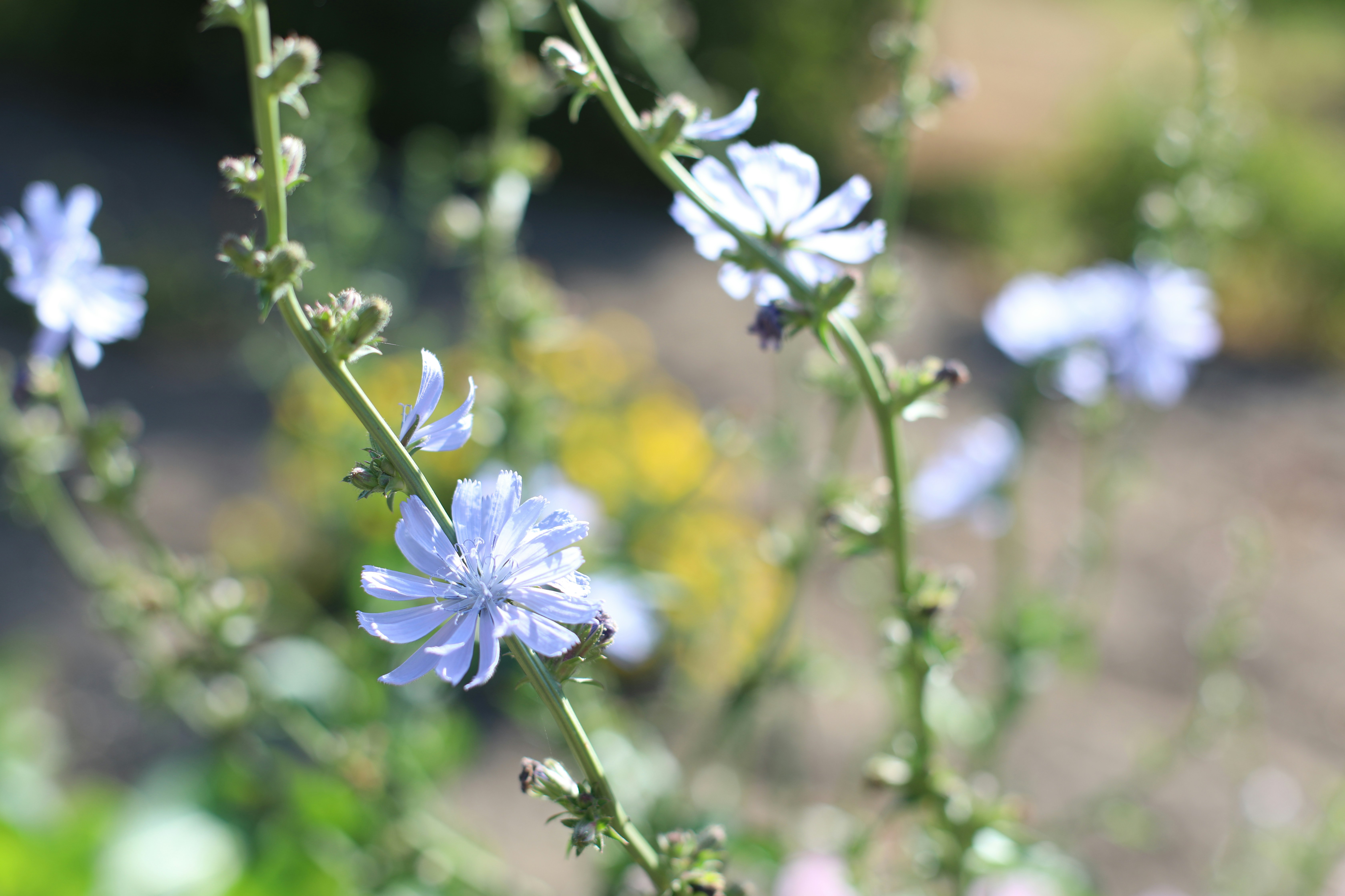 Azure bloom threading through a sunlit garden spool