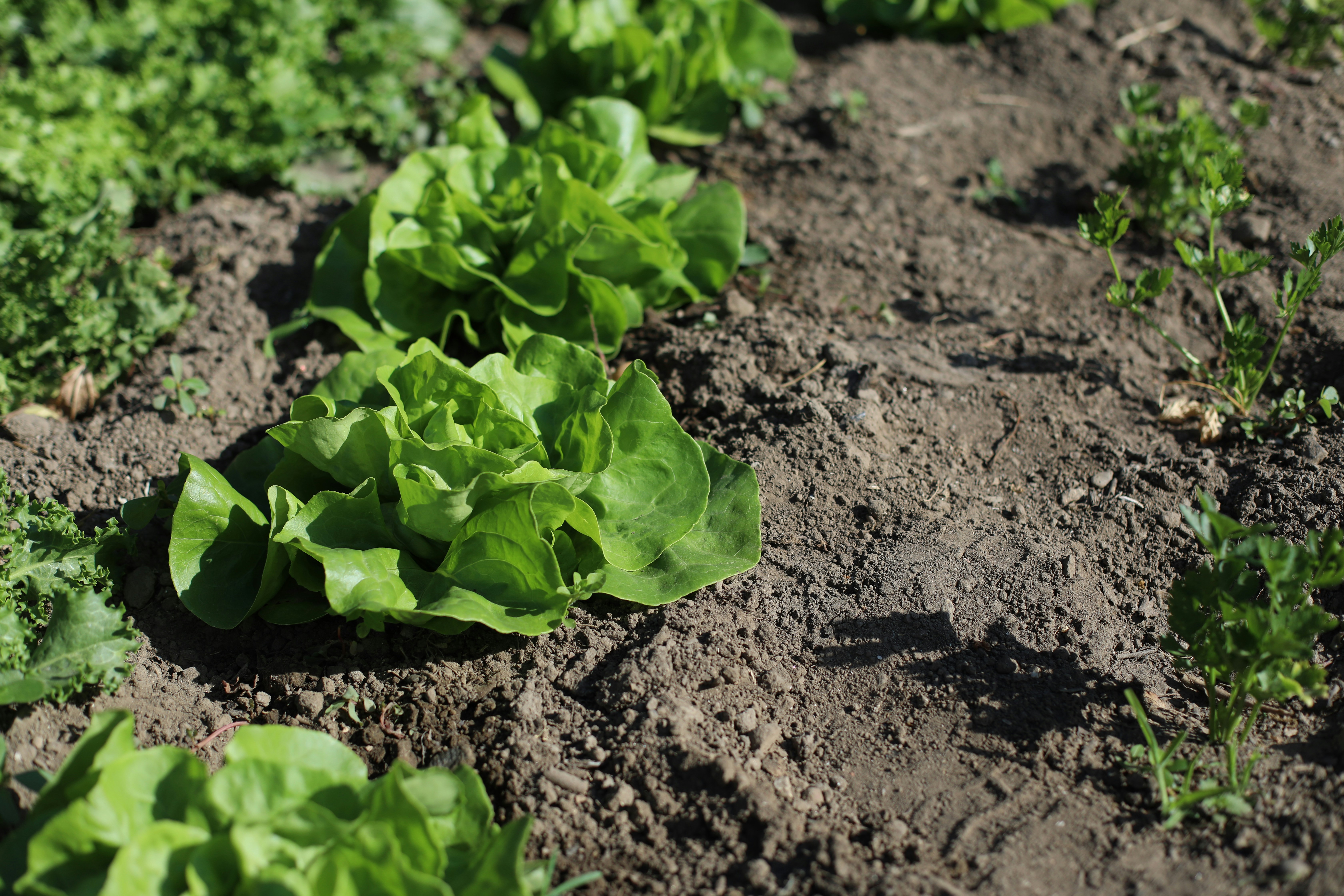 Lettuce Row Under Open Sky: Fresh Green Rows in a Garden Bed