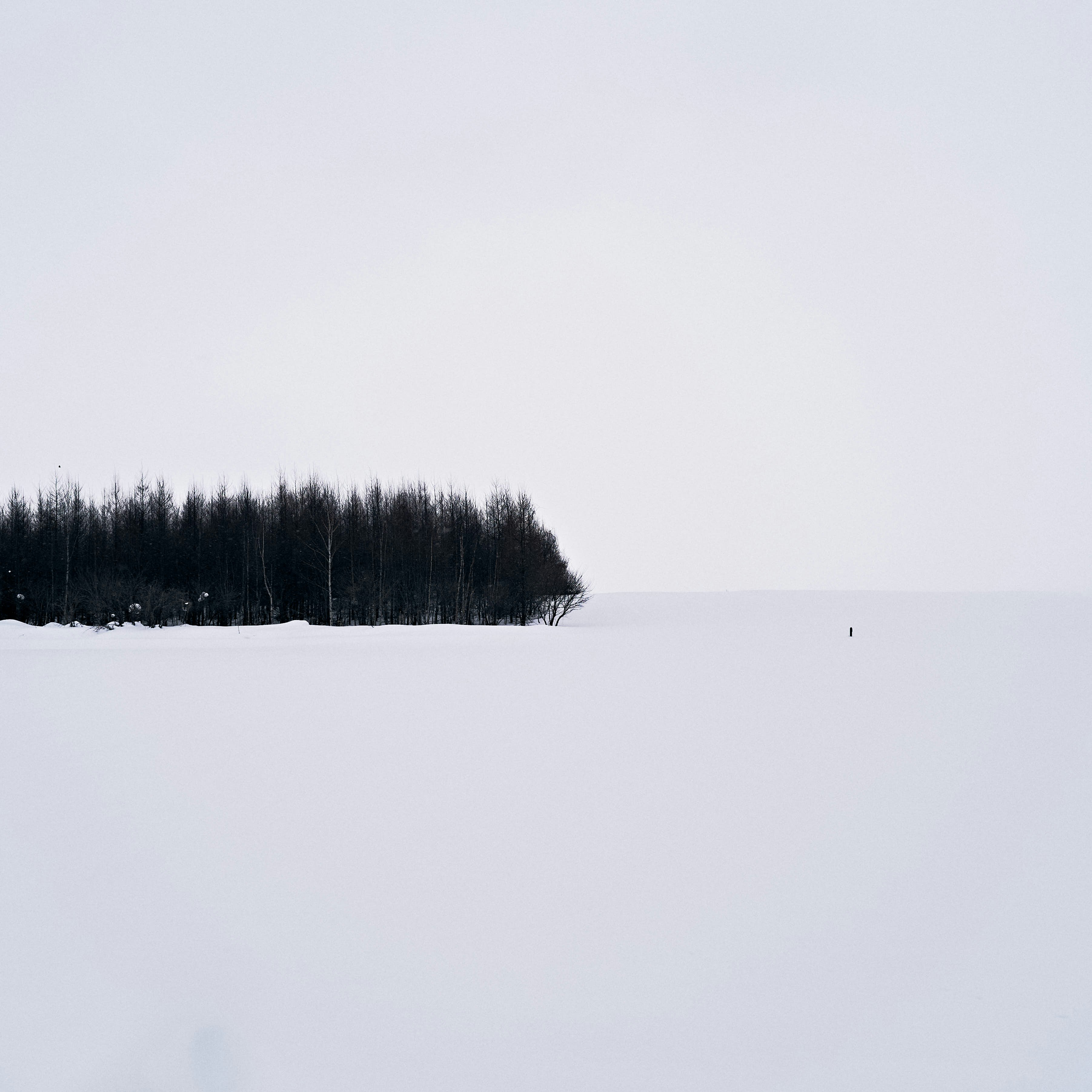 Snowbound Edge: A Line of Trees Framing a Quiet Horizon