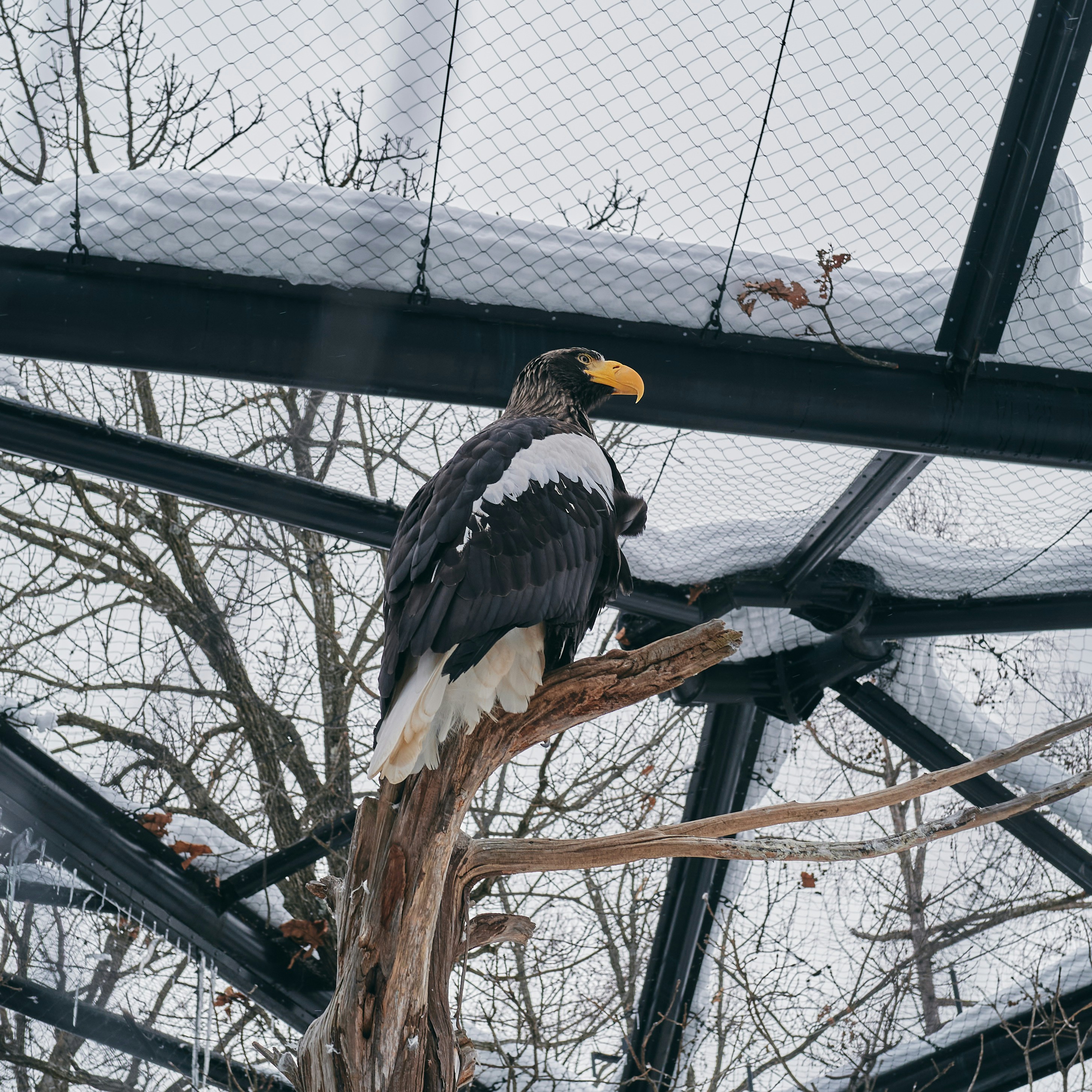 Perched Majesty: An Bald Eagle Amid Snow-Cooled Steel and Branches