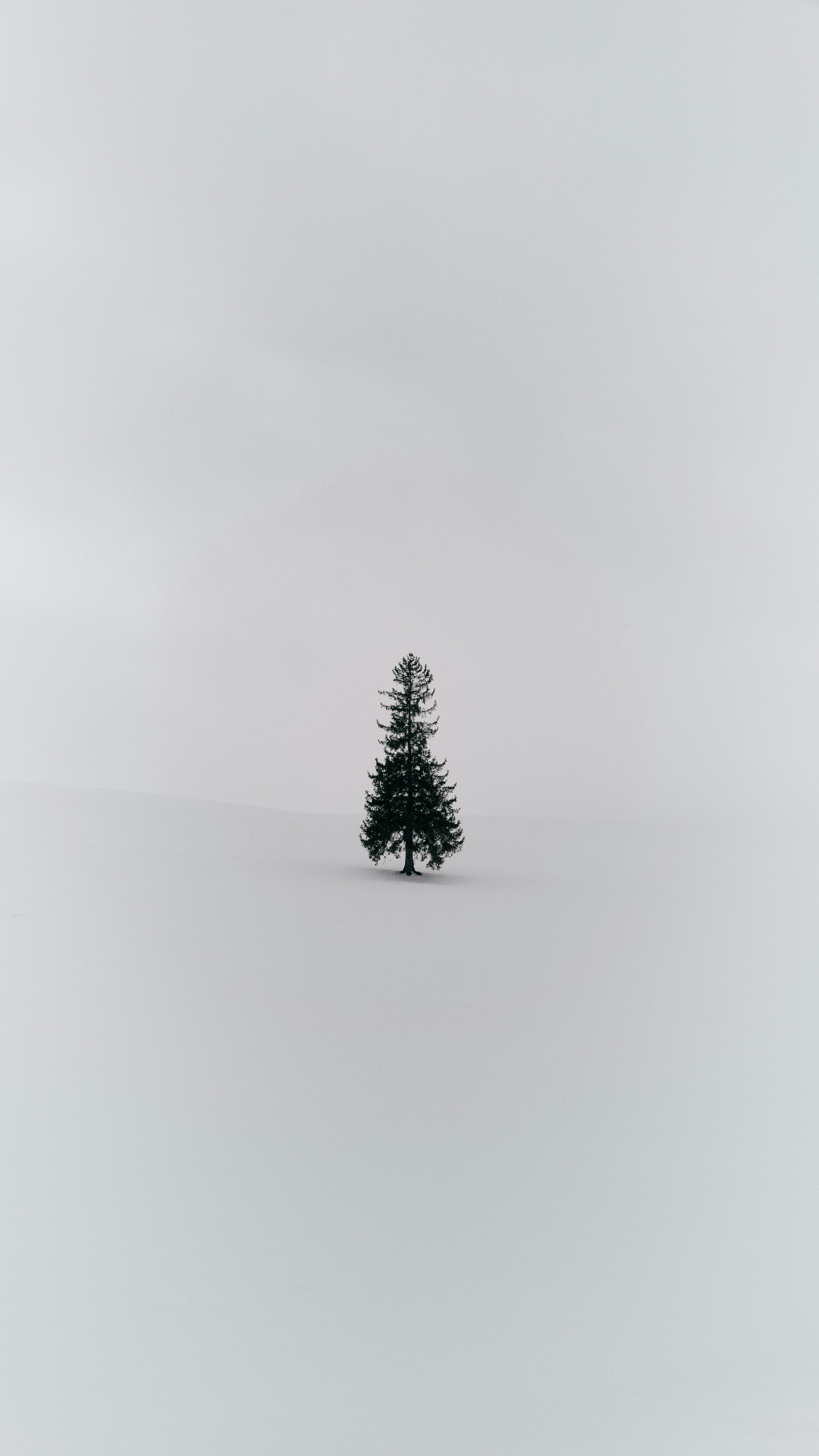 Lone Evergreen Amid Infinite Snow