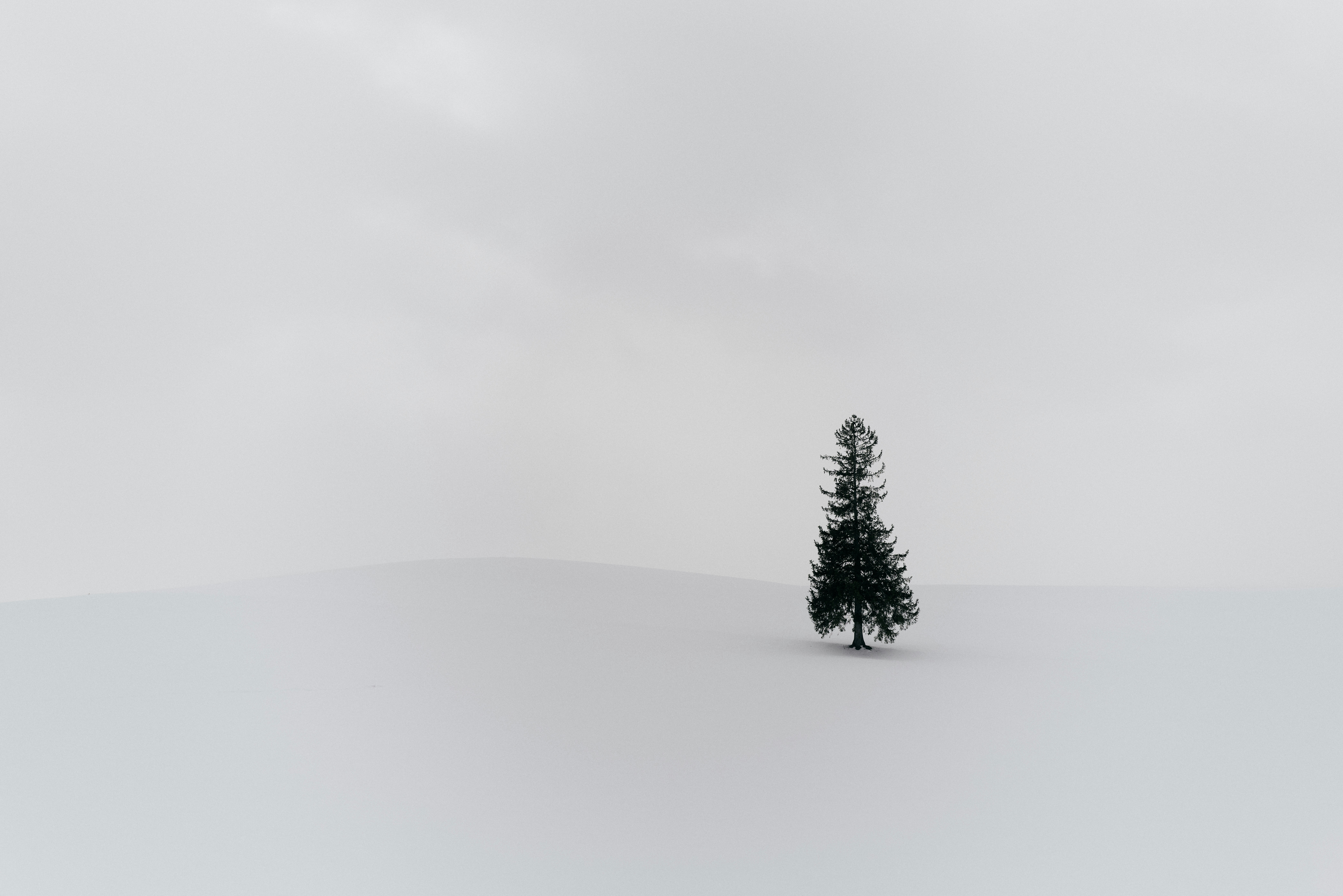 Lone Pine on a Quiet Snowfield
