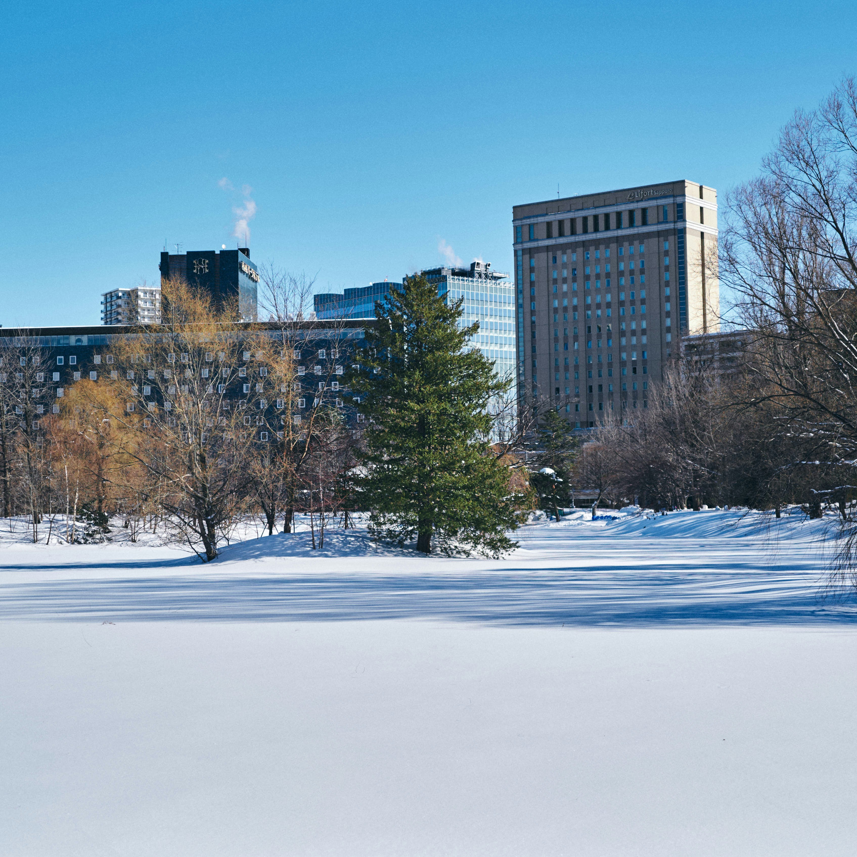Winter Stillness Over the Park: Snow, Trees, and Skyline