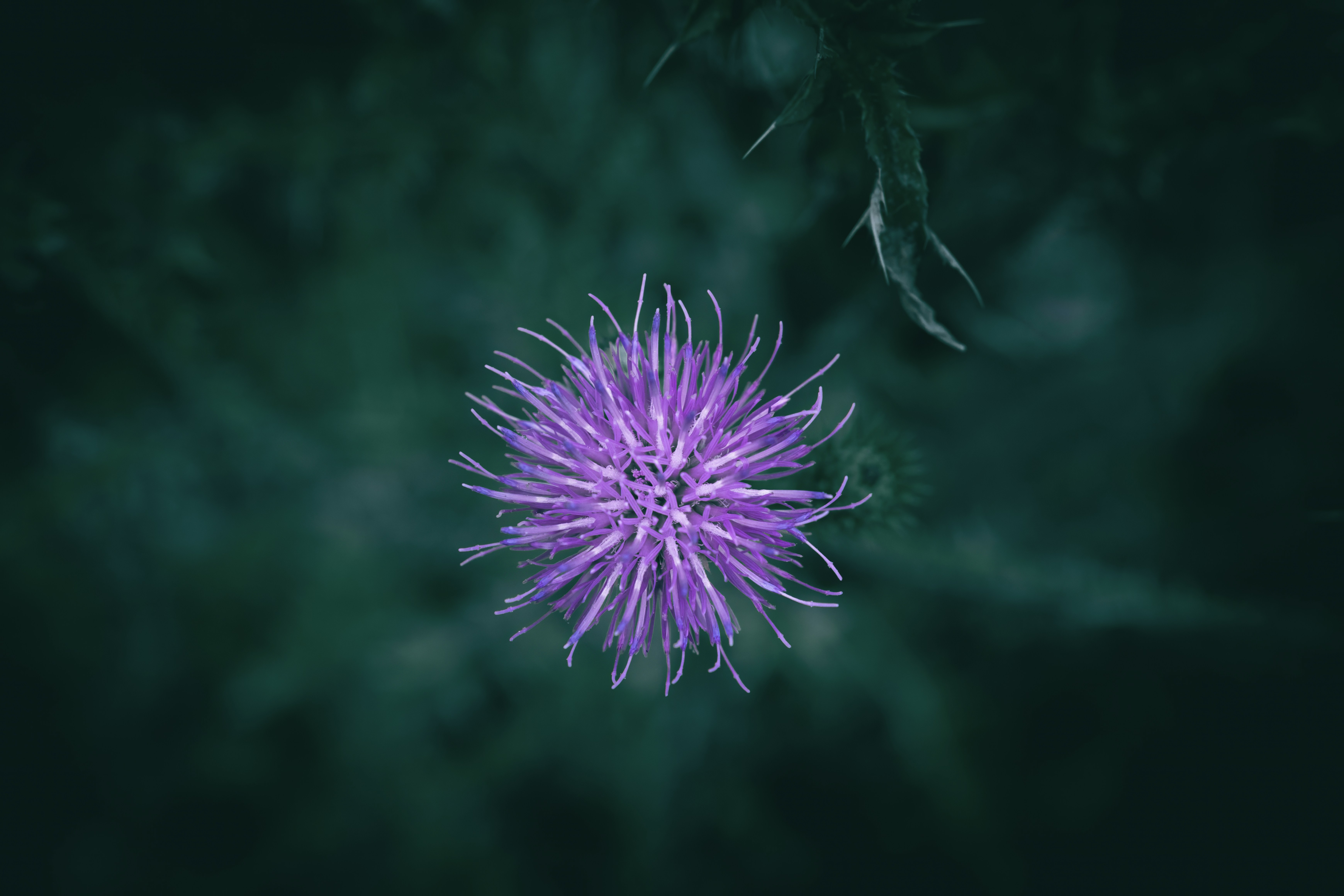 Purple thistle bloom suspended in a deep teal void