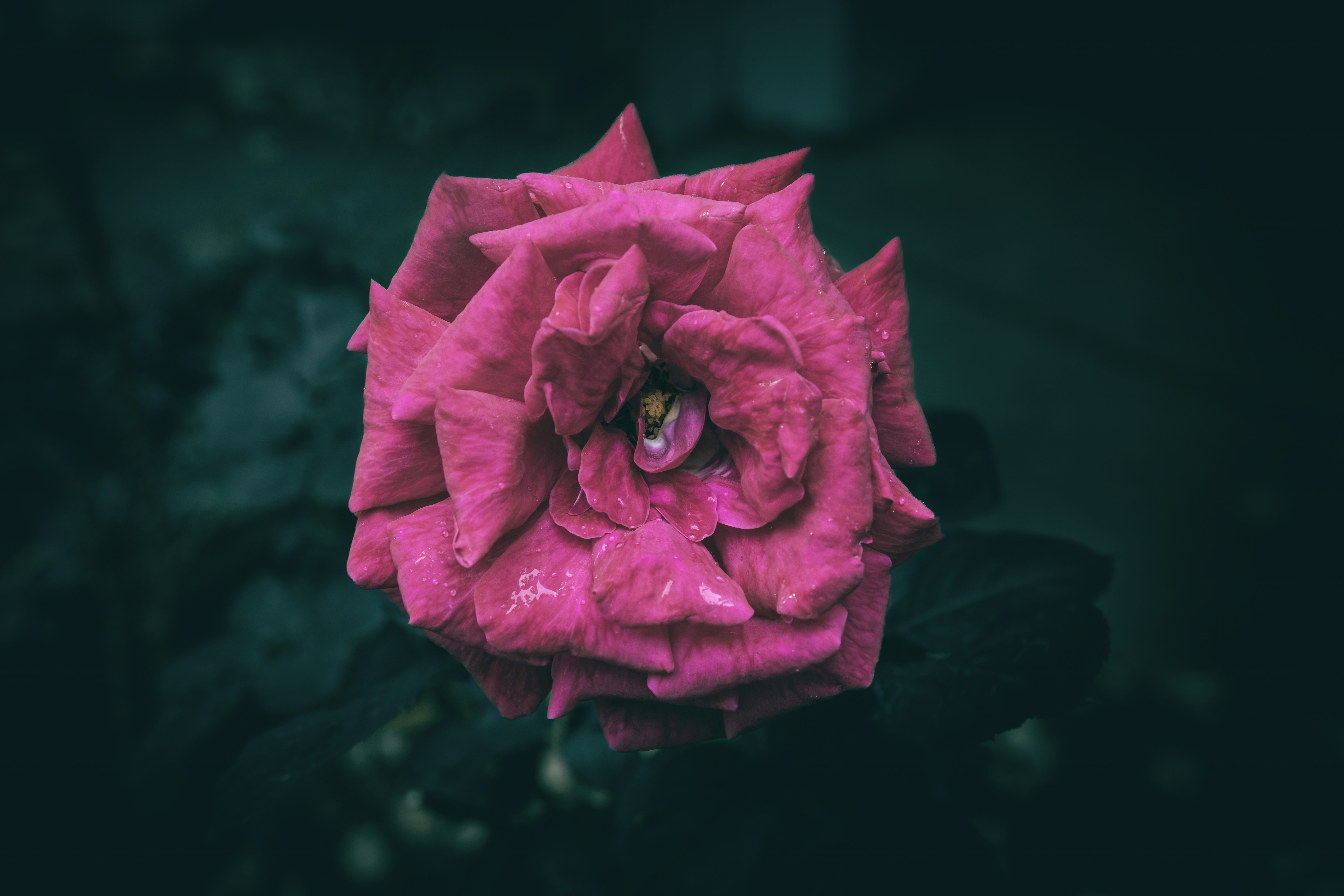 Crimson Bloom in Moonlit Teal