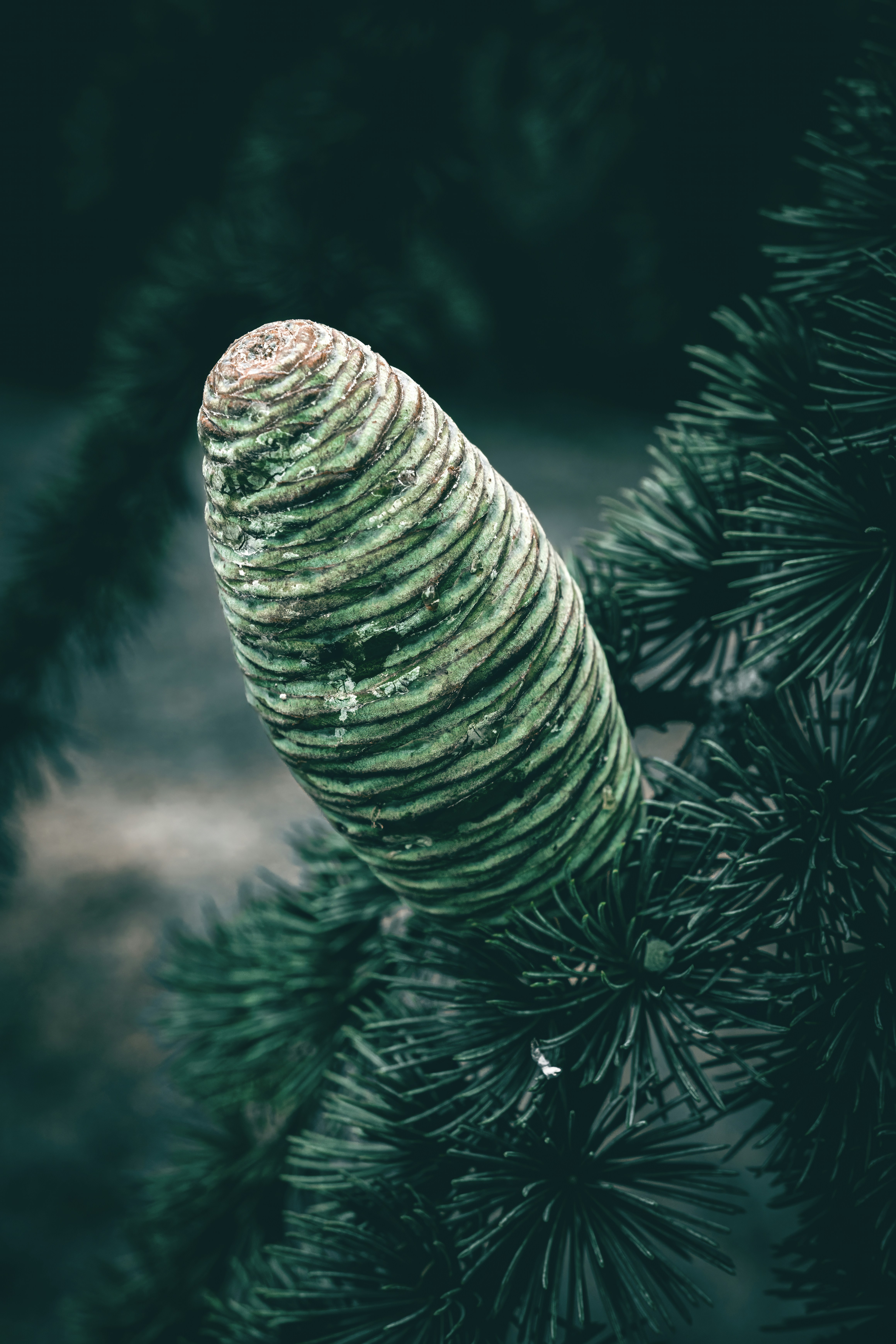 Close-up of a frost-coated pine cone emerging from dark needles