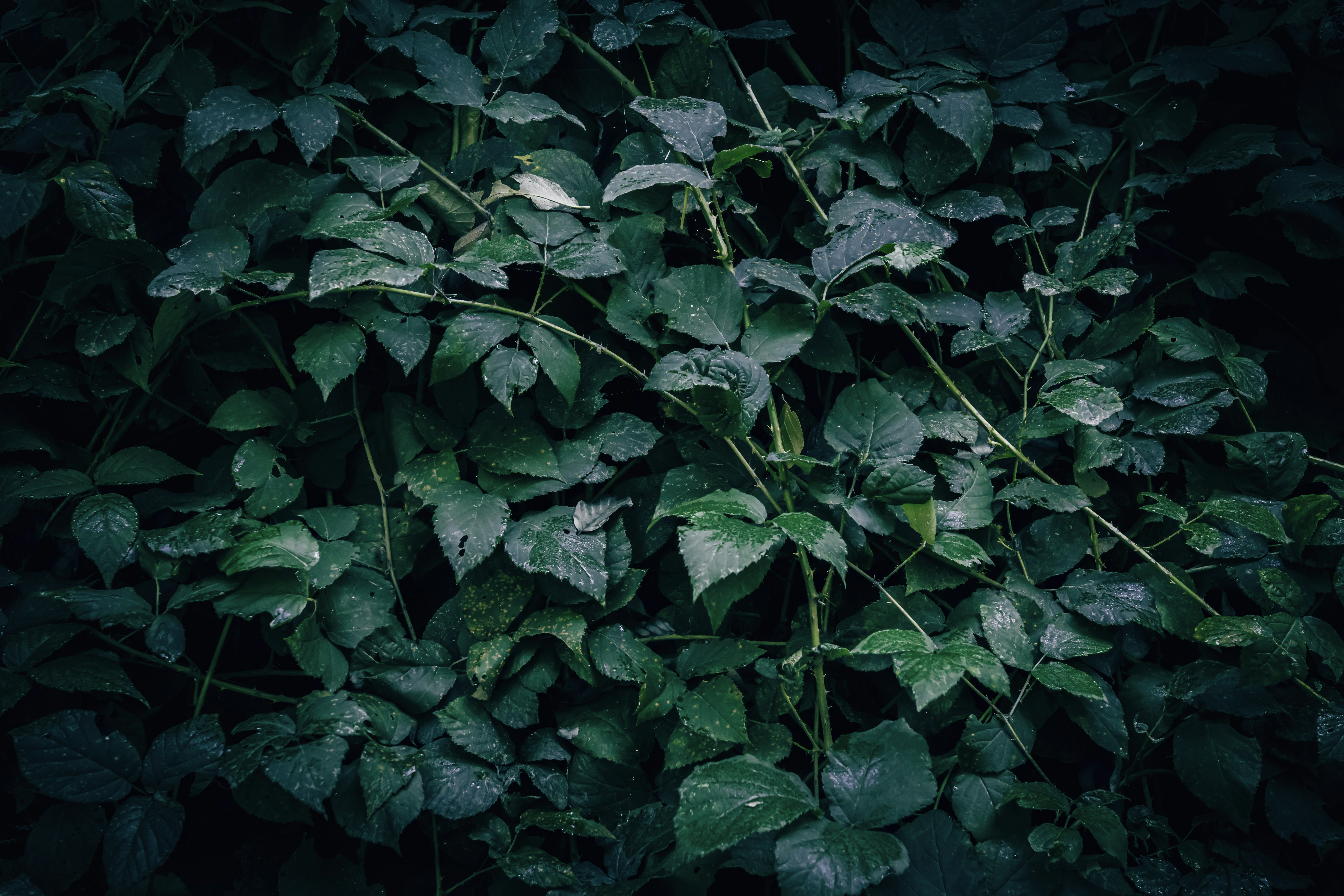 Shadowed Green Tangle