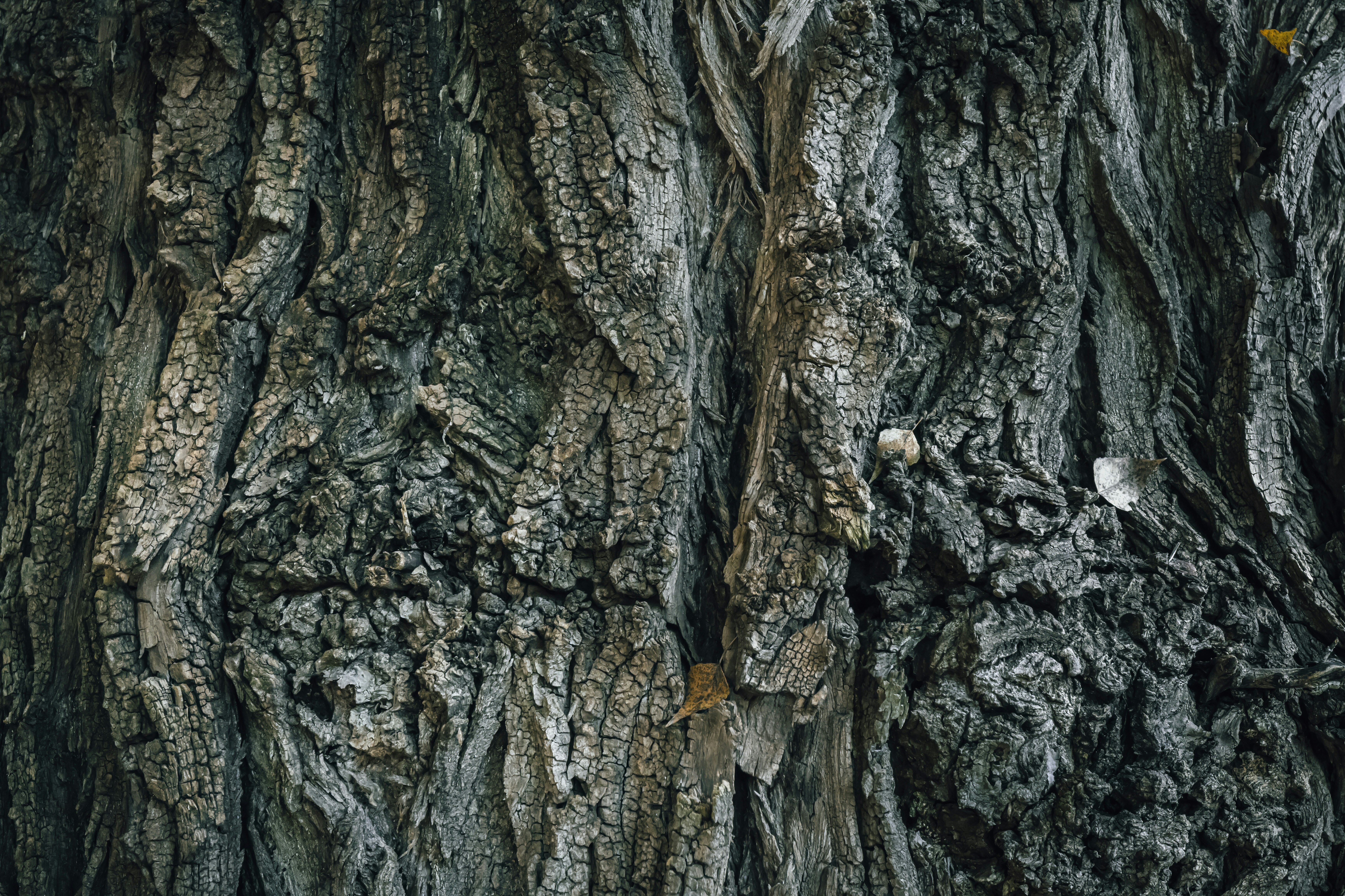 Wrapped in Bark: The Weathered Core of an Ancient Tree