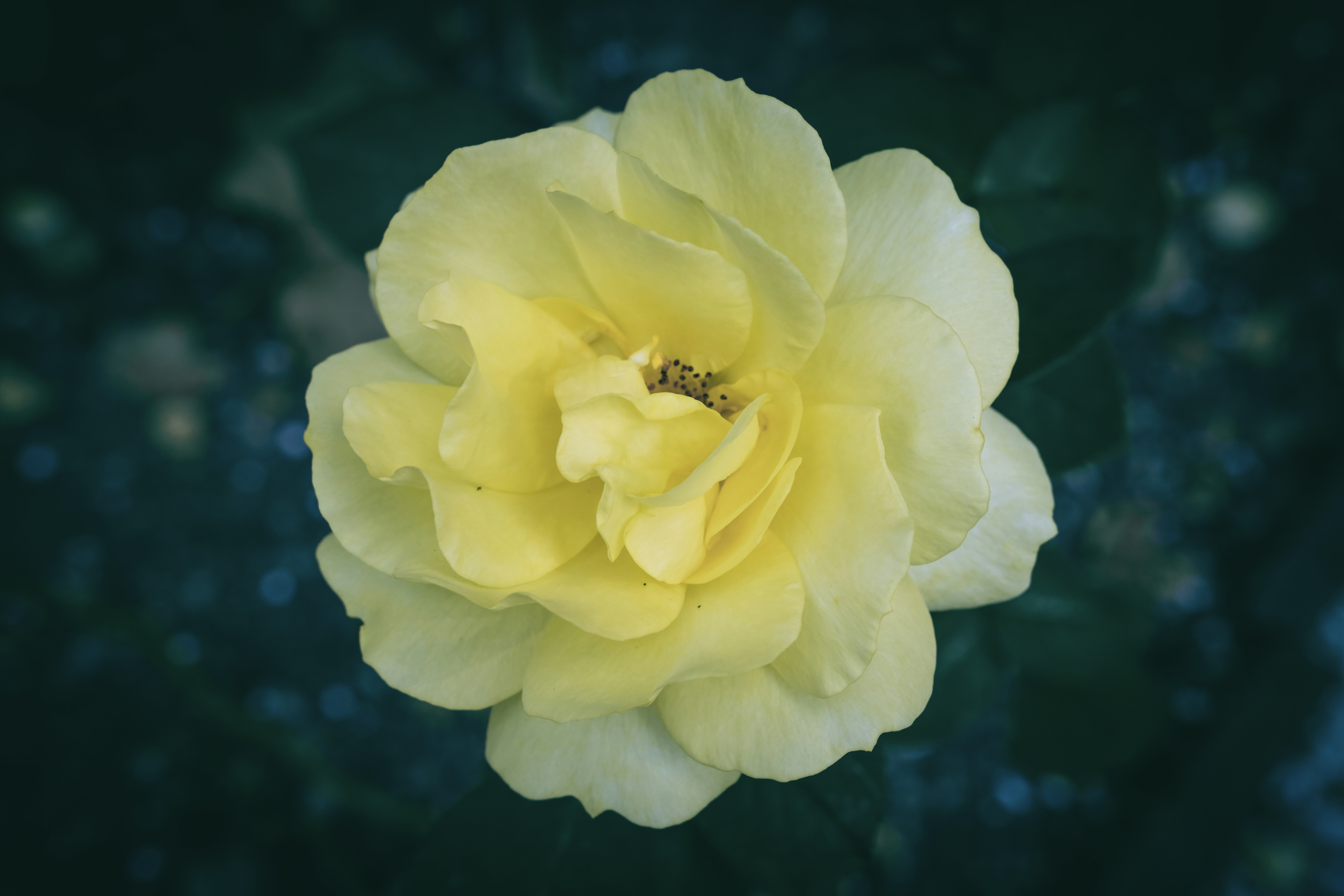 Golden Rose in Deep Velvet: A Close-Up Bloom Against a Shadowed Garden