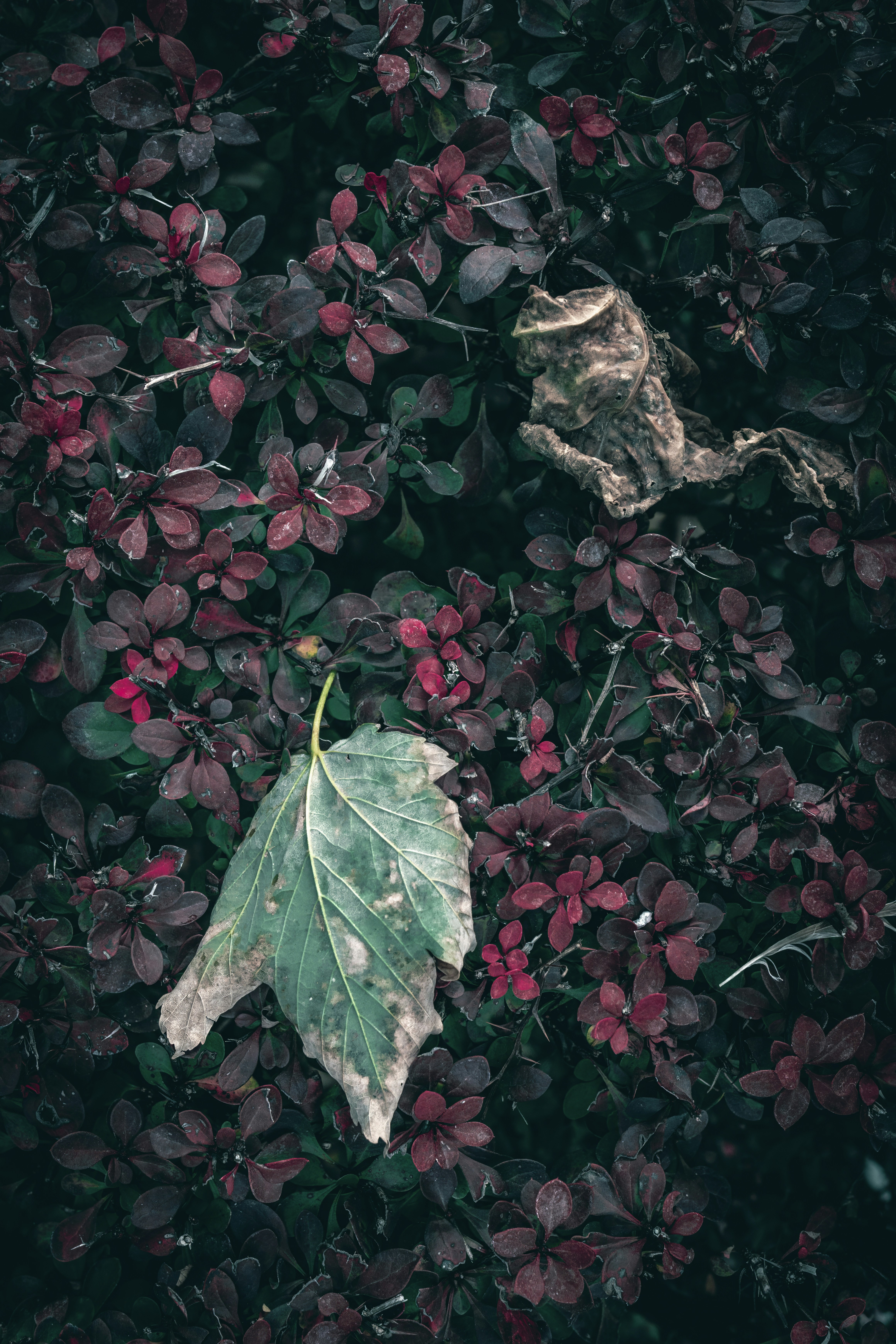 Leaf Veil: A Crimson-Tinted Understory and a Lone Pale Leaf