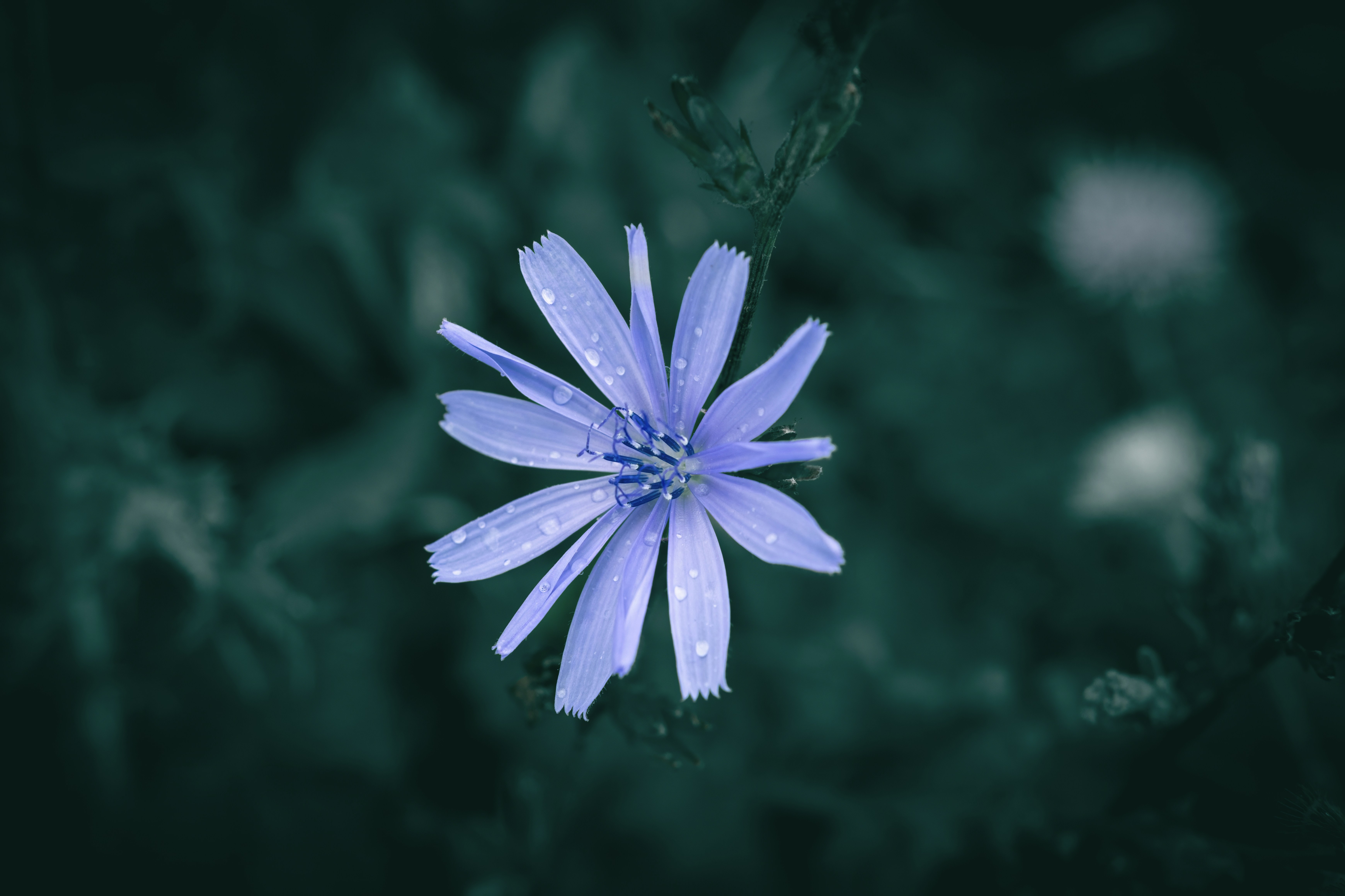 Azure Bloom at Center Stage
