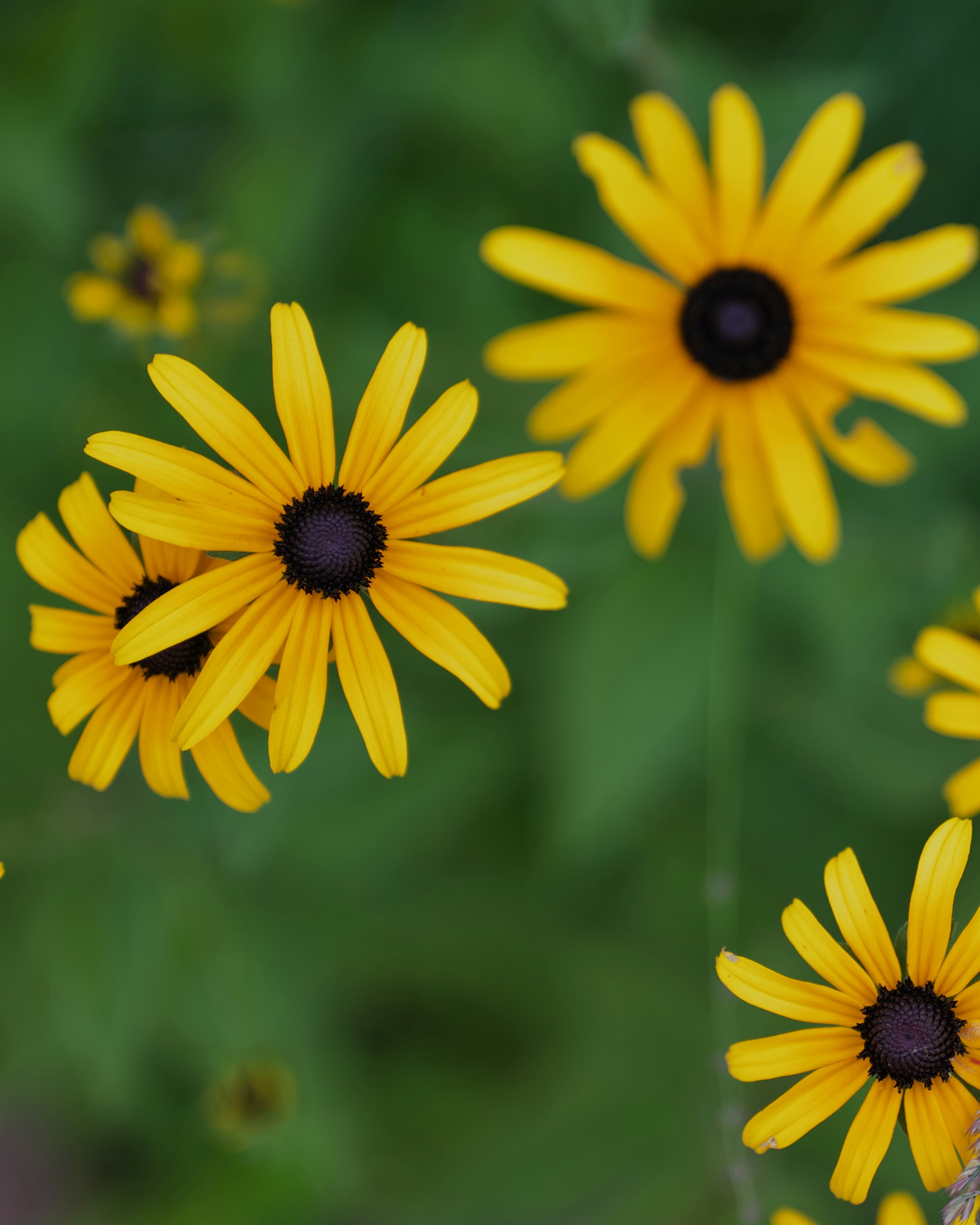 Sunlit Yellow Comets: A Cluster of Black-Centered Blooms