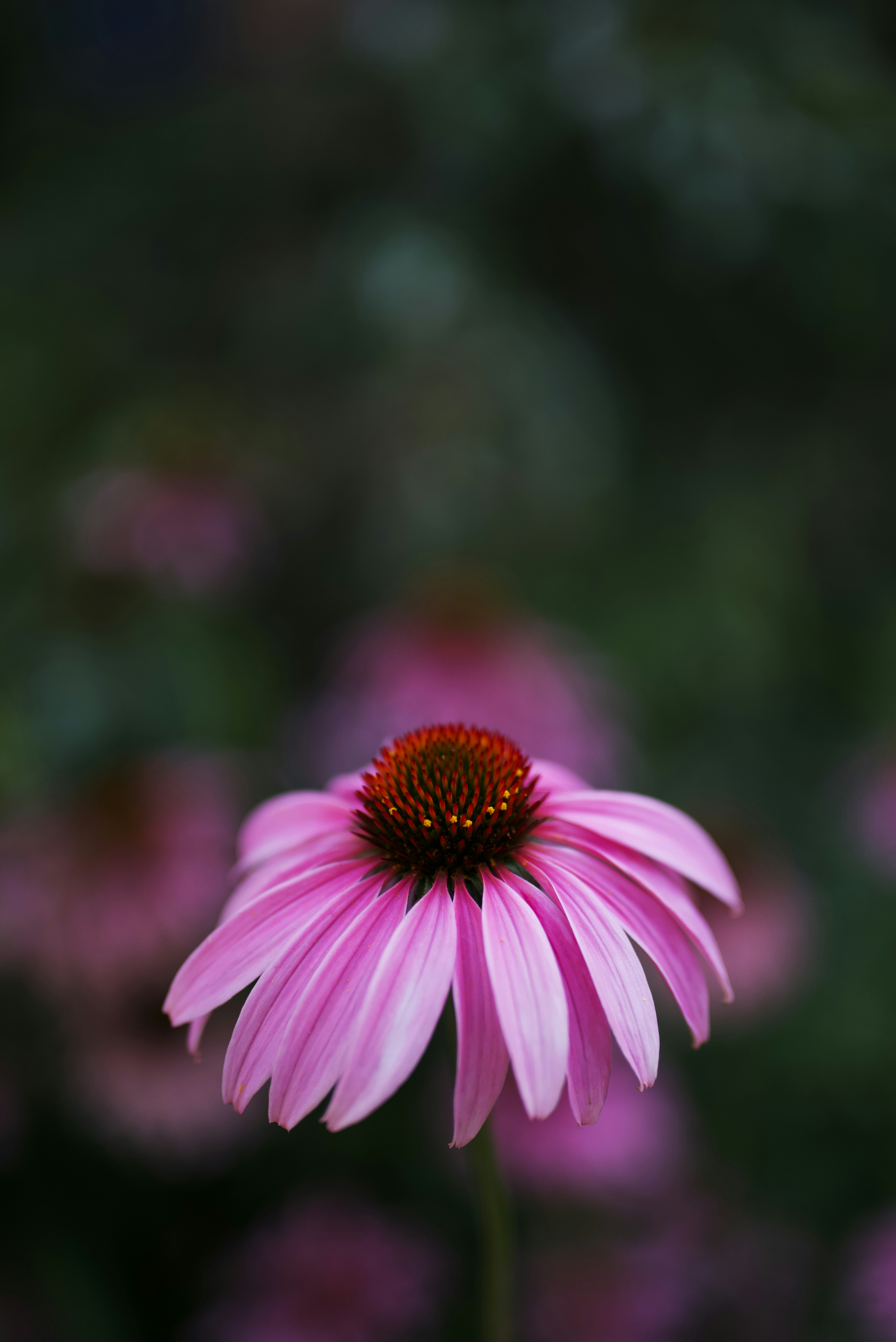 Center Bloom: A Pink Coneflower Reaching into Focused Glow