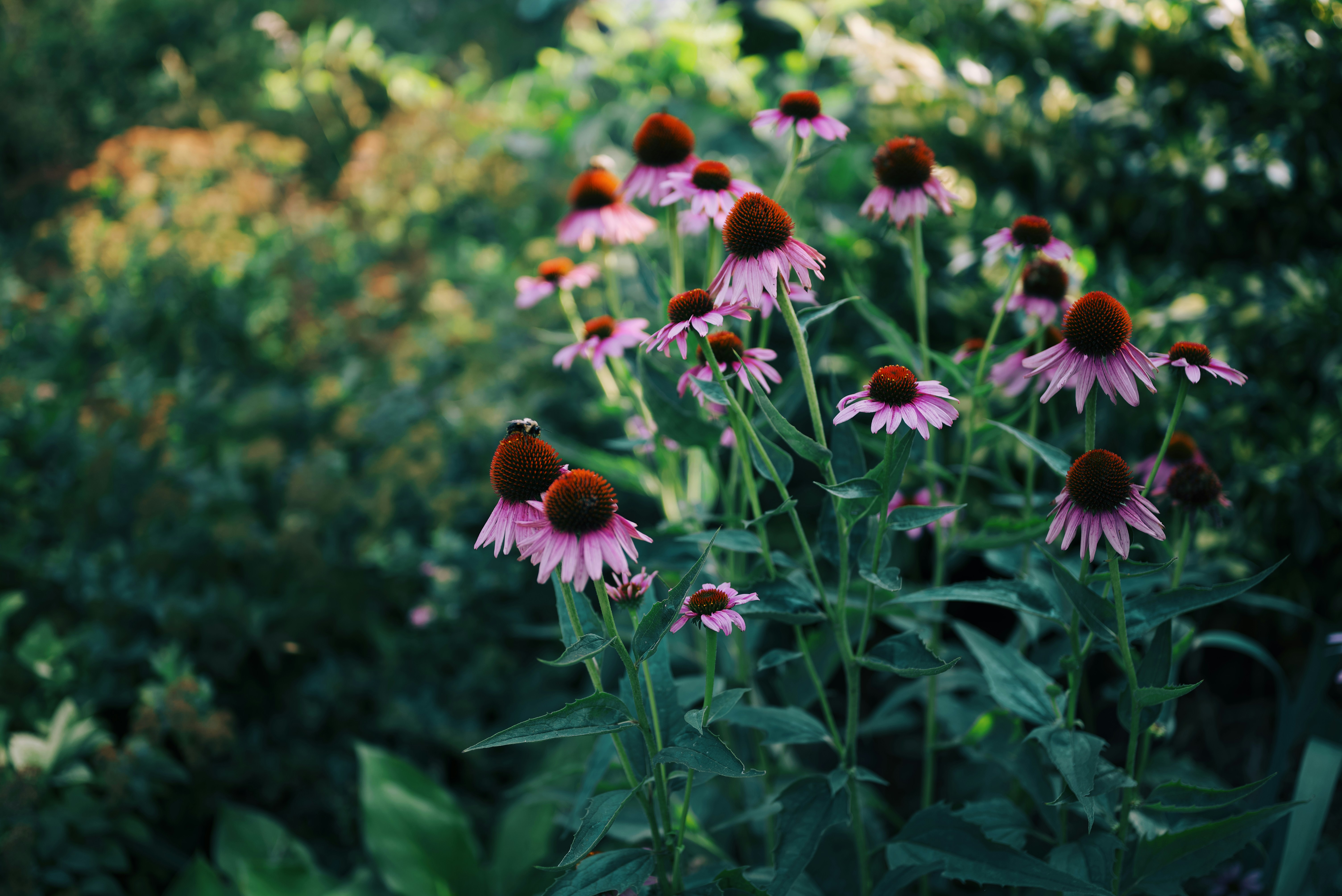 Pink coneflowers with reddish centers rise above green foliage in a sunlit garden bed.