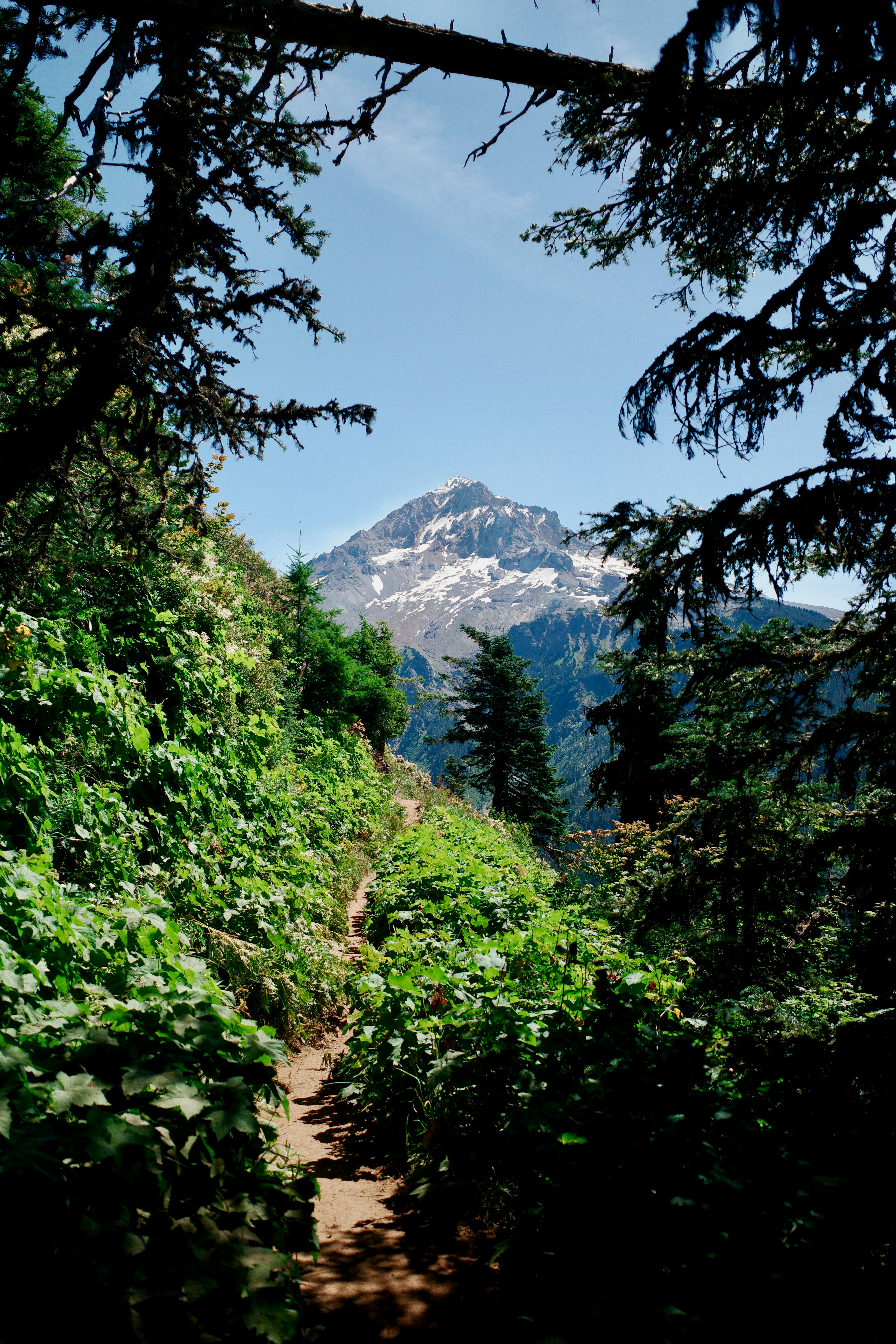 Path through Green Vines to the Snow-Capped Peak