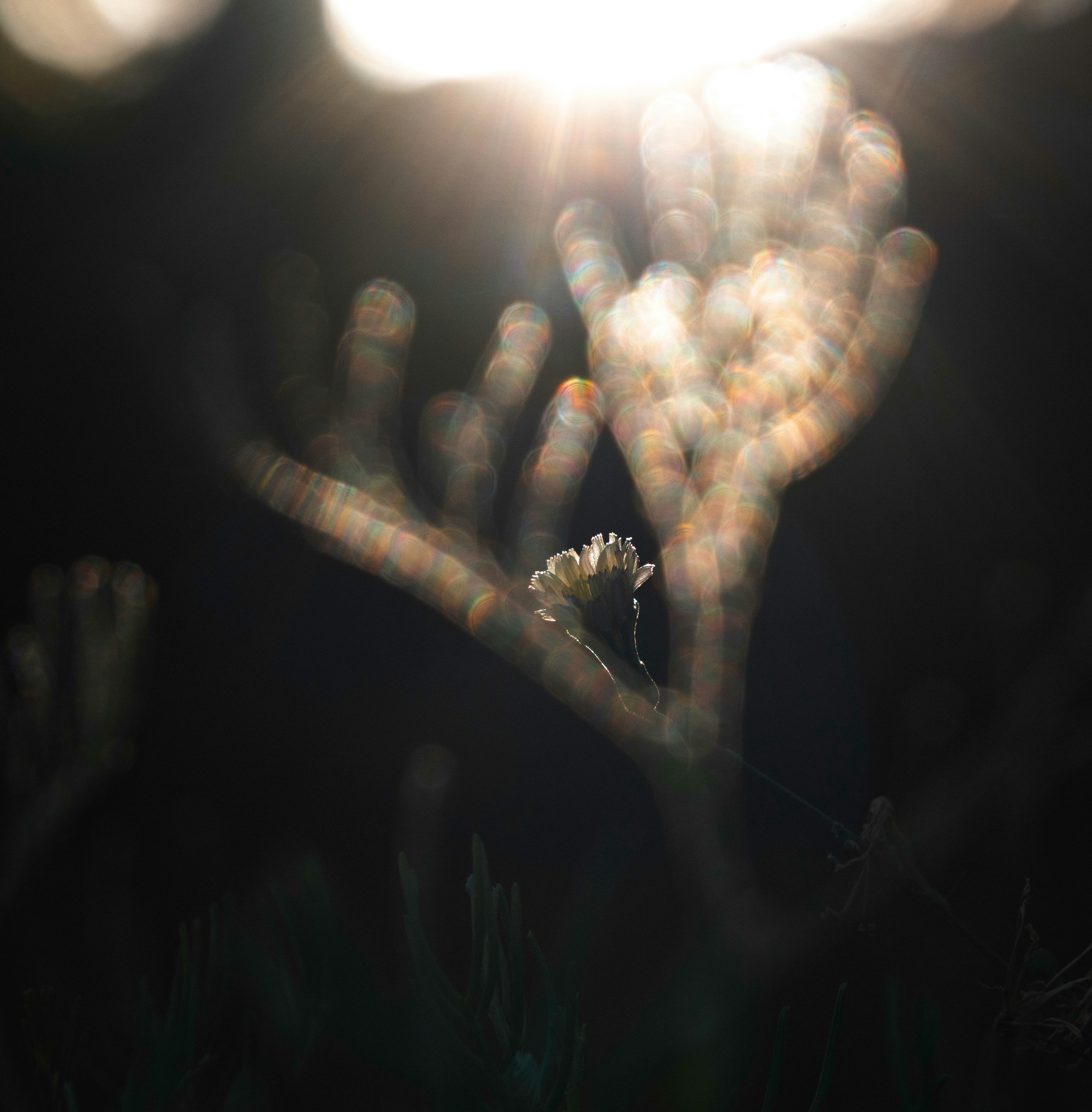 A single bud lit from behind emerges from dark foreground, with soft bokeh and sun flare creating a halo around delicate petals. Minimalist natural scene with a lone plant against a moody background.
