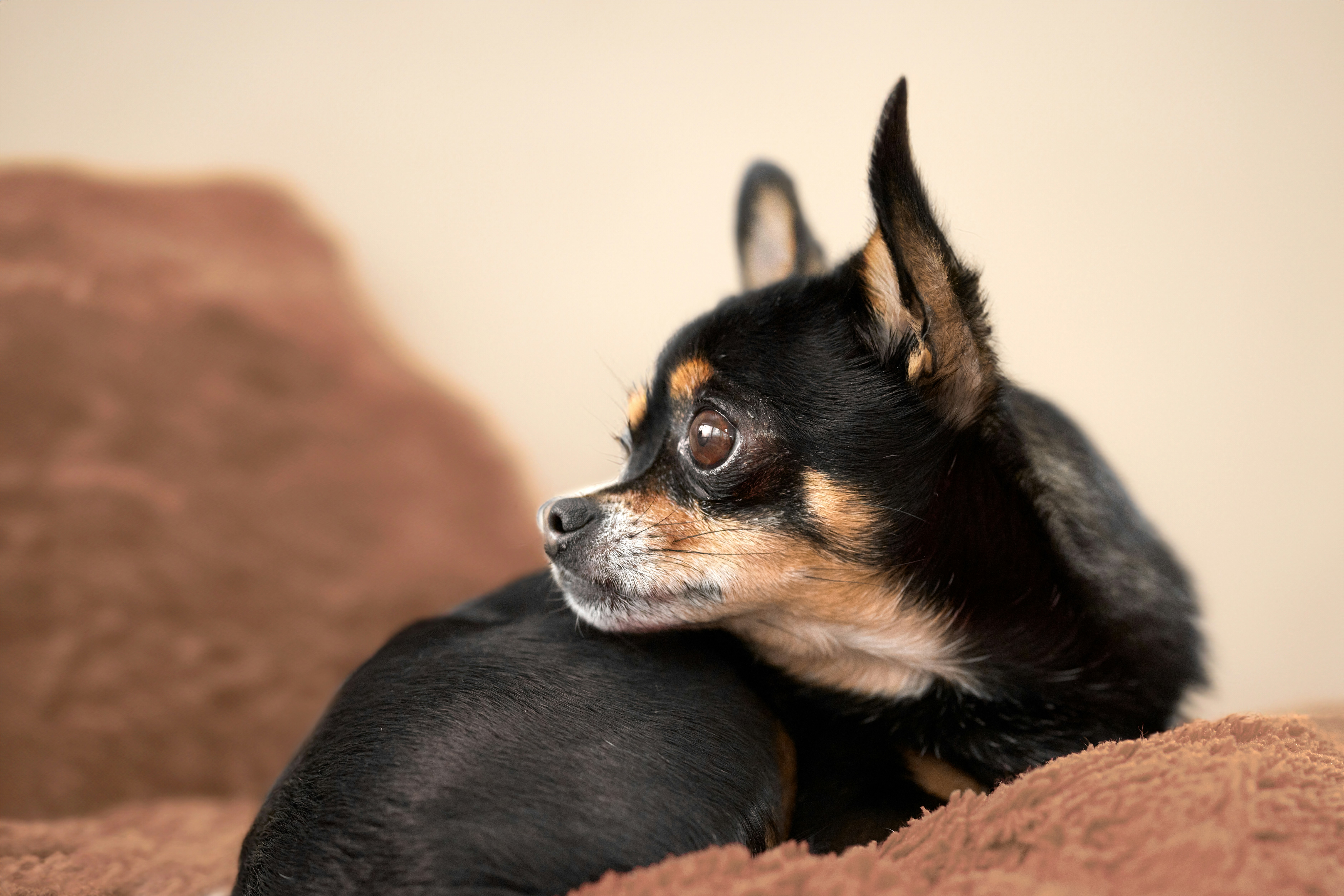 Observant Chihuahua Resting on a Brown Fleece