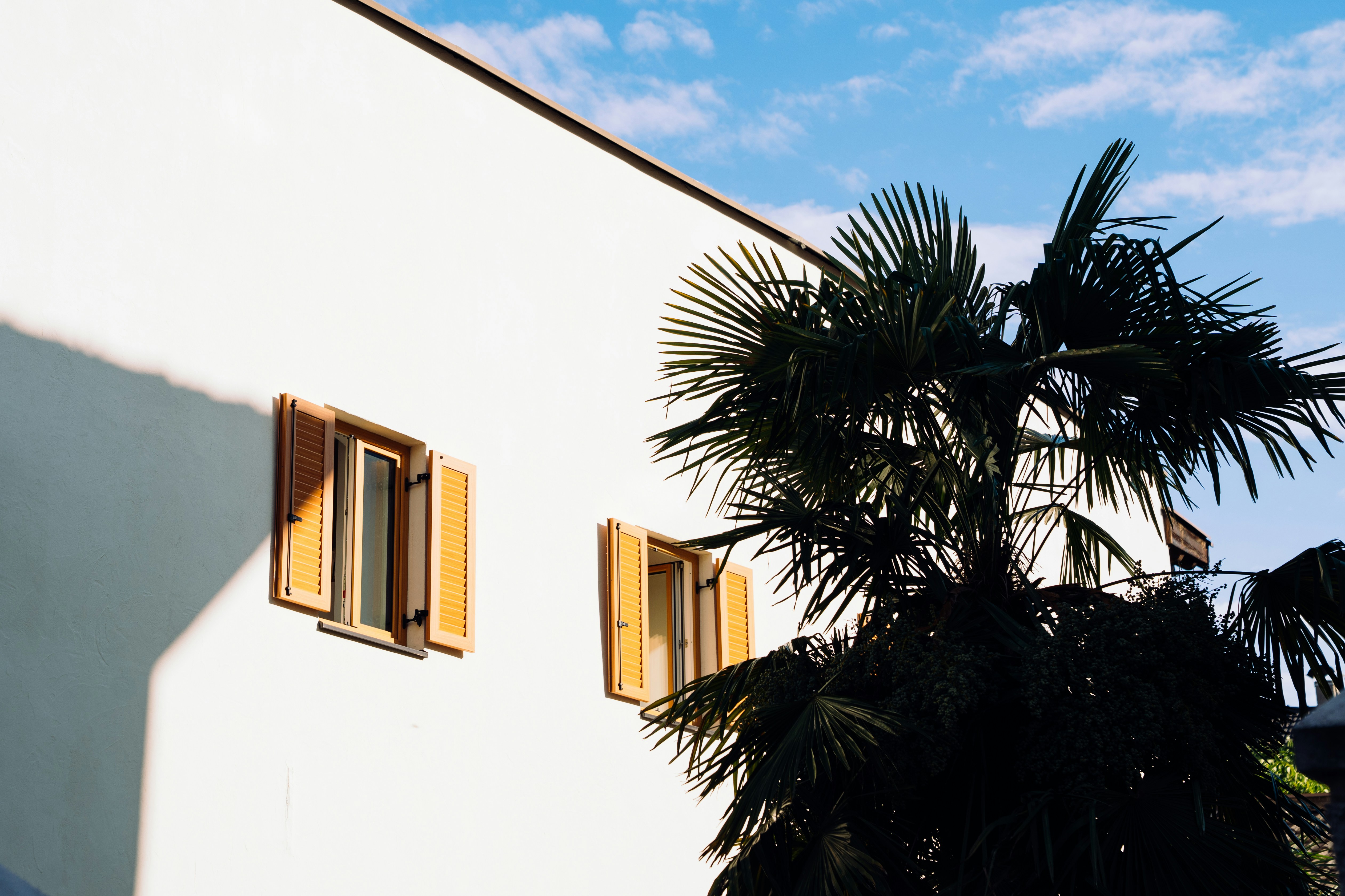 Warm Light on White Walls and Palm Shadow