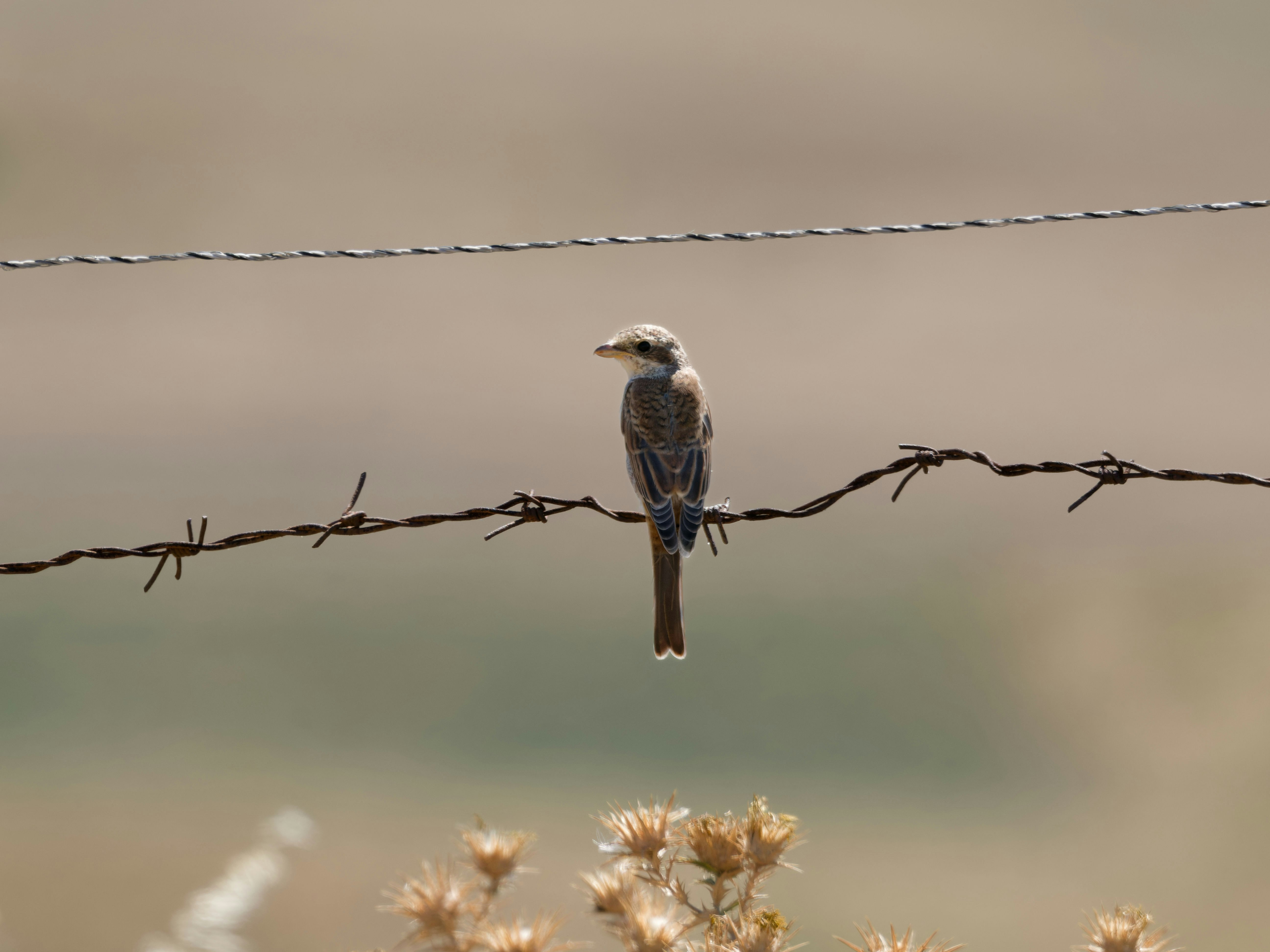 Barbed Perch: A solitary bird on a wire in a wide field